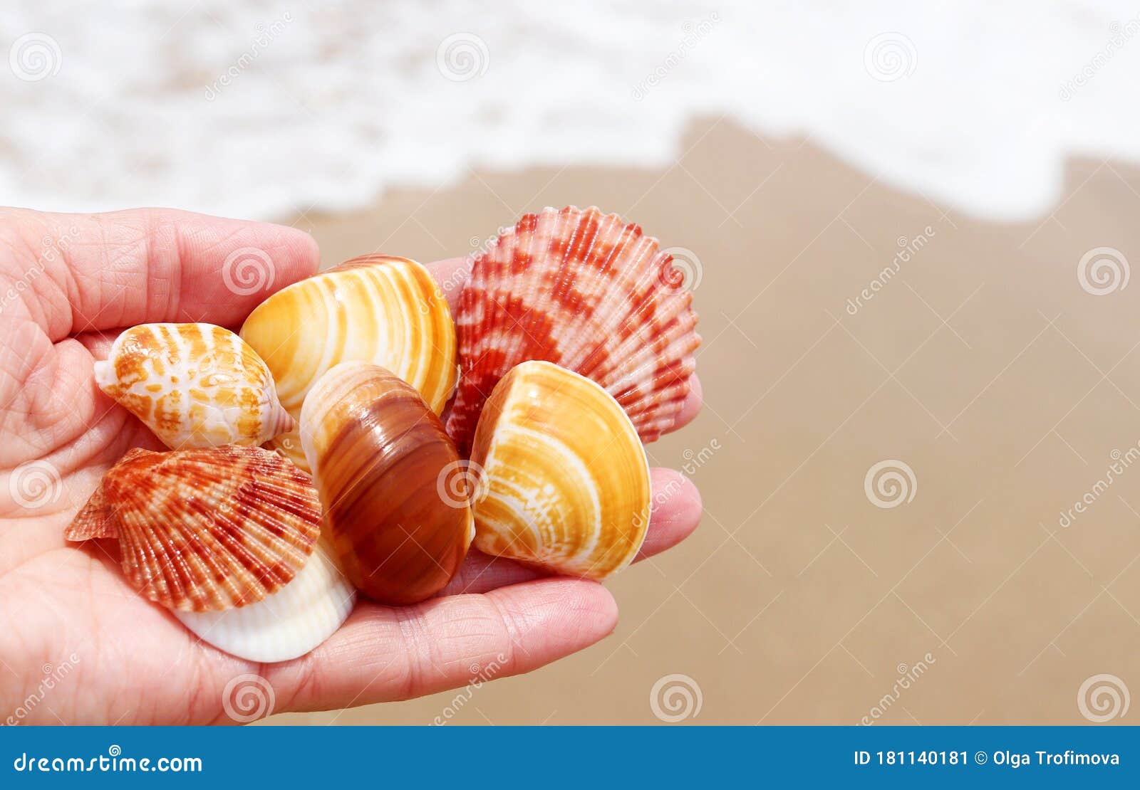 Beautiful Sea Shells in Your Hand Stock Image - Image of shallow, sand ...
