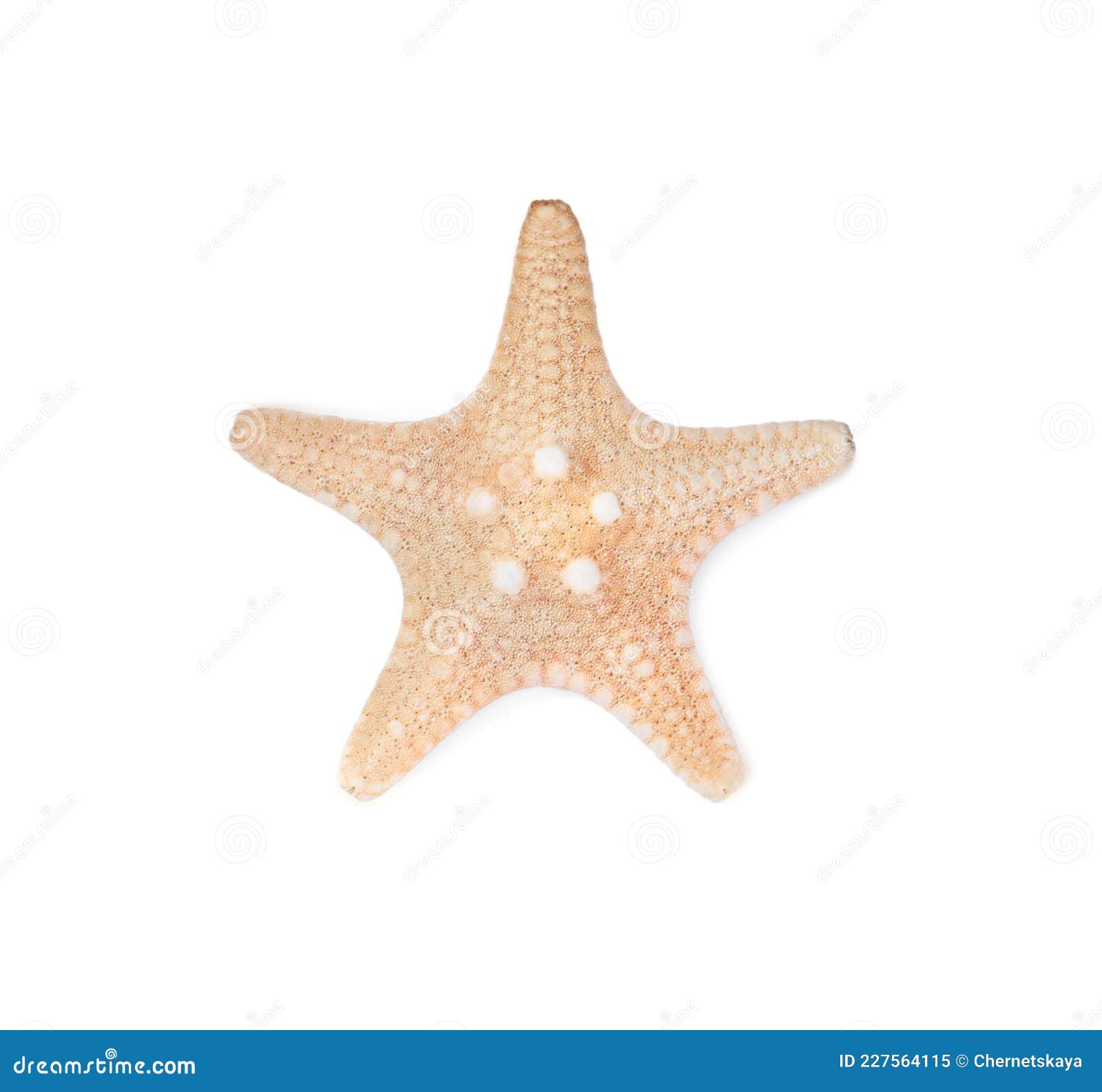 Beautiful Sea Star Isolated on White, Top View. Beach Object Stock ...