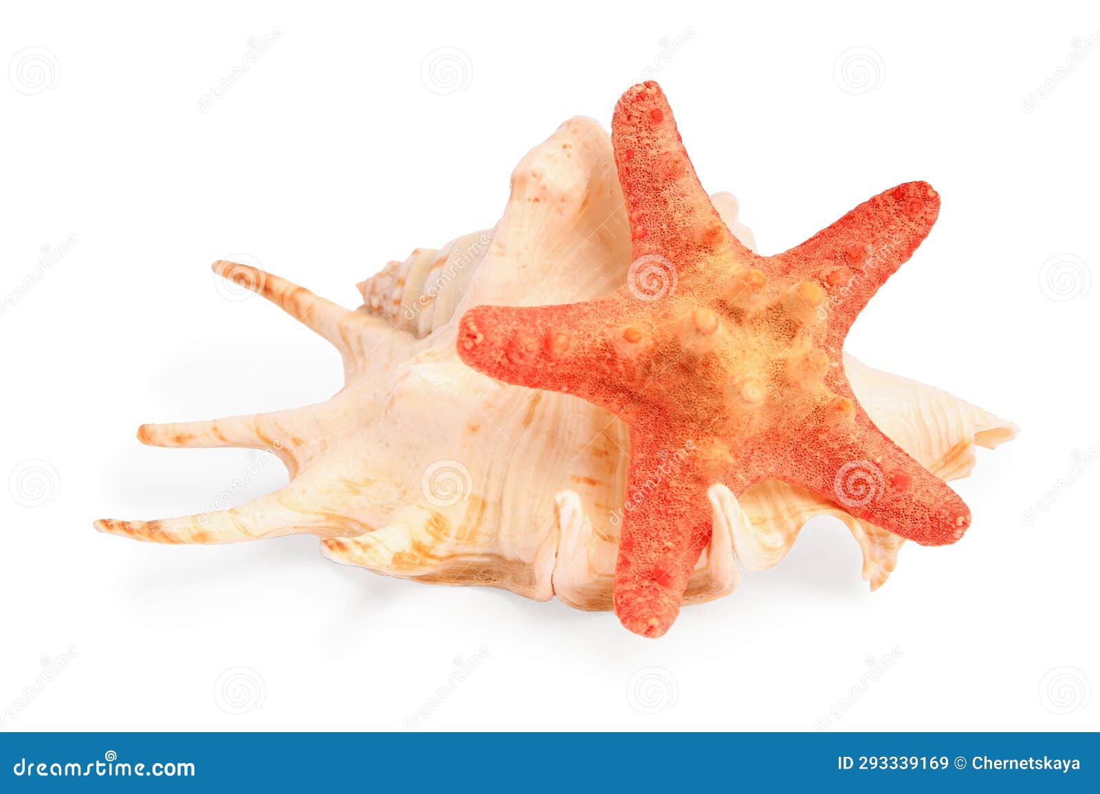 Beautiful Sea Star and Seashell Isolated on White Stock Image - Image ...