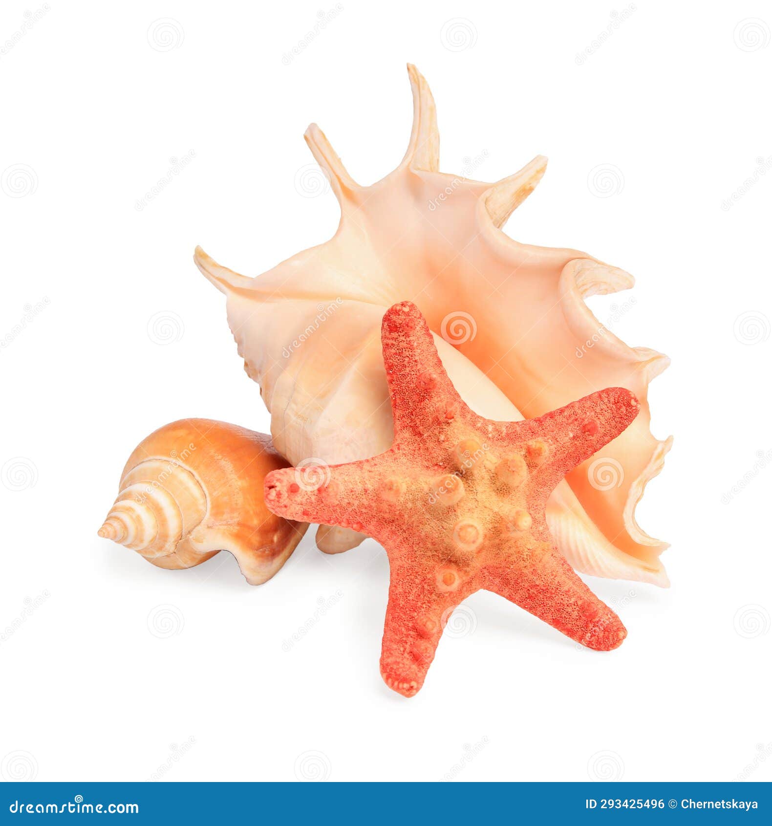 Beautiful Sea Star and Seashells Isolated on White Stock Photo - Image ...