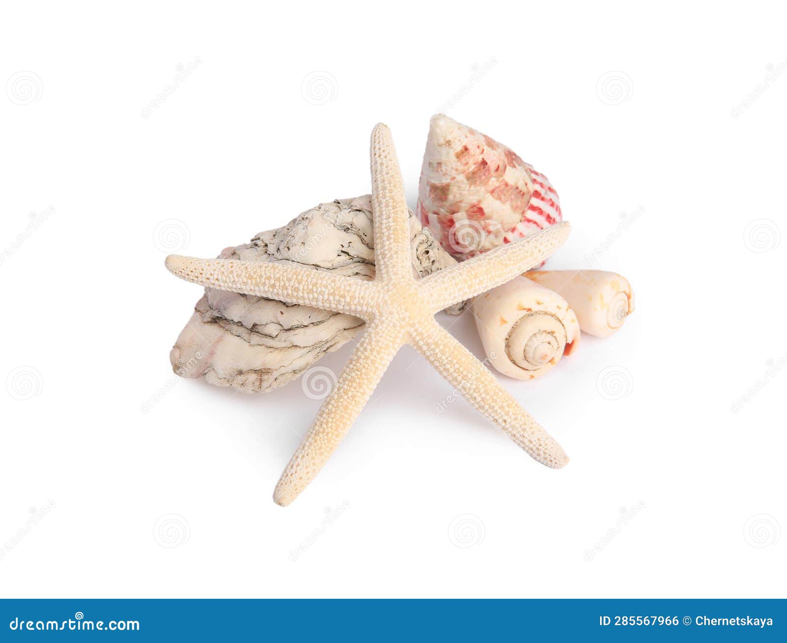 Beautiful Sea Star and Shells Isolated on White Stock Photo - Image of ...