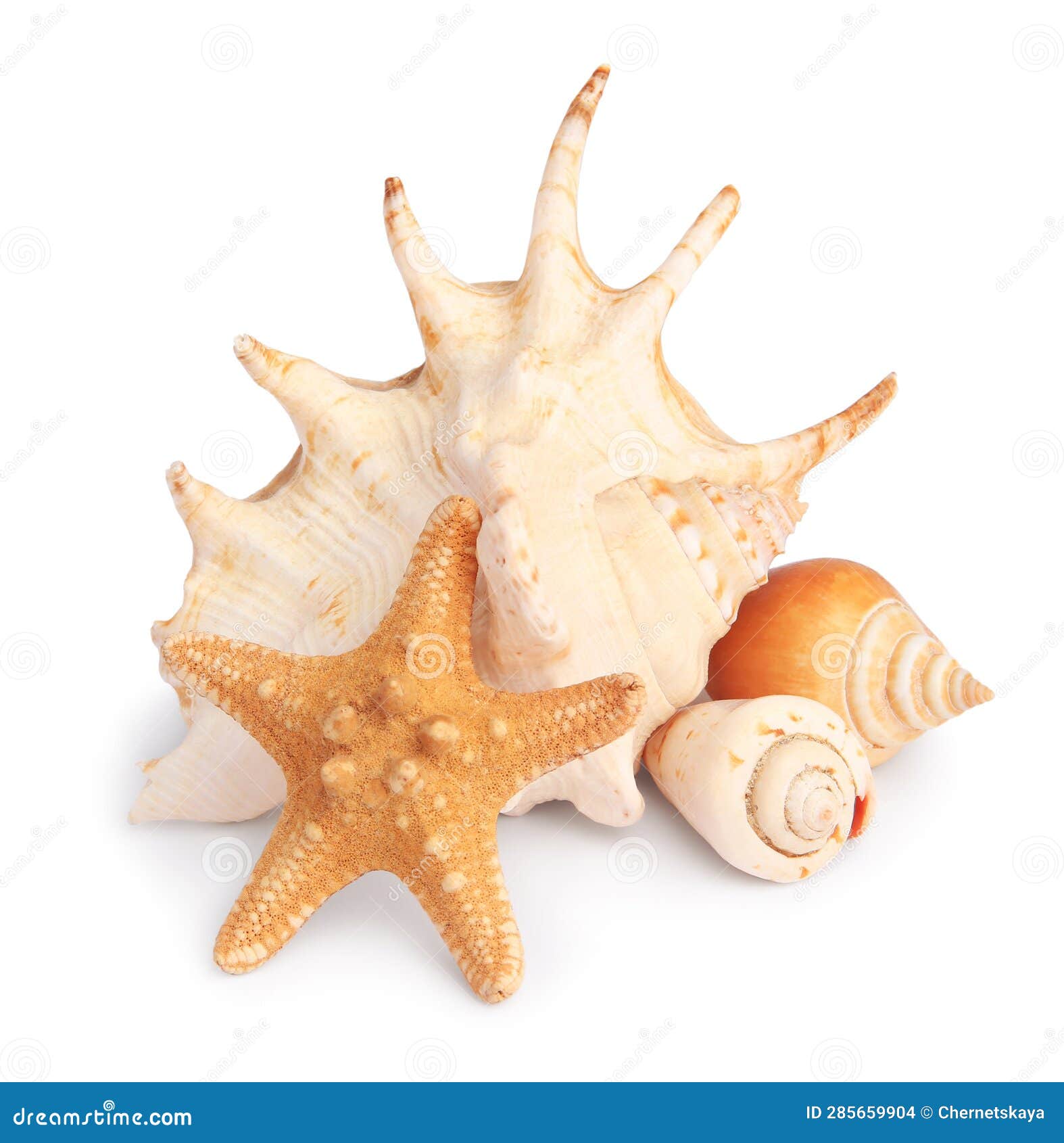Beautiful Sea Star and Shells Isolated on White Stock Photo - Image of ...