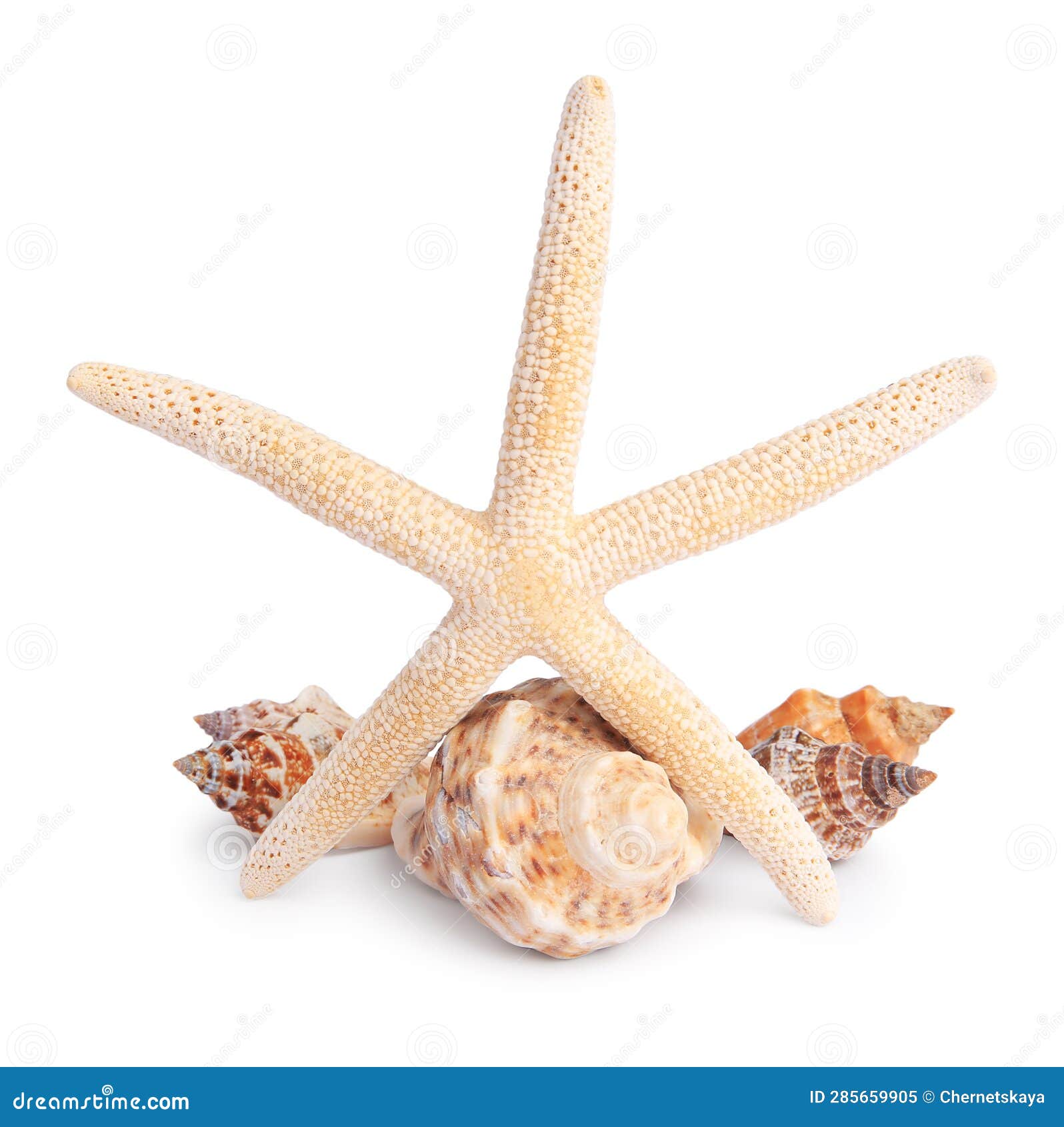 Beautiful Sea Star and Shells Isolated on White Stock Image - Image of ...