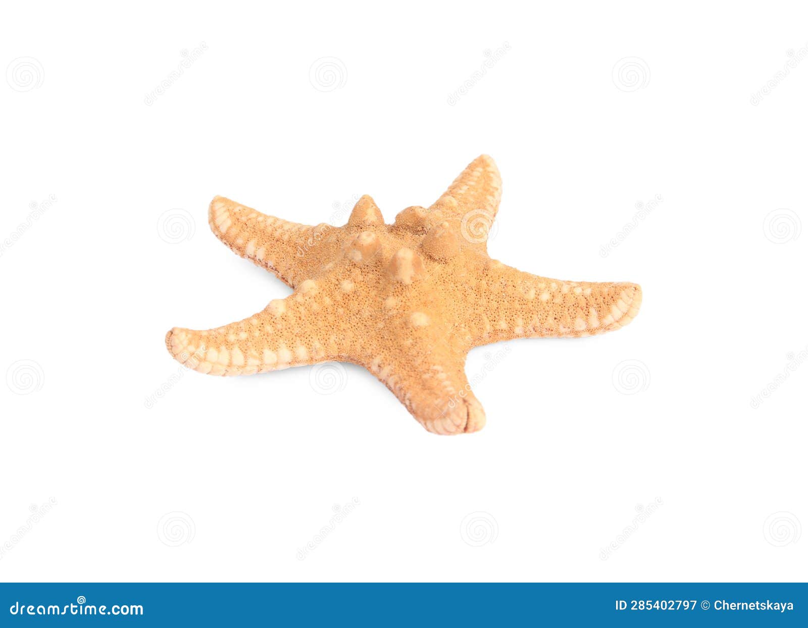 Beautiful Sea Star (starfish) Isolated on White Stock Image - Image of ...