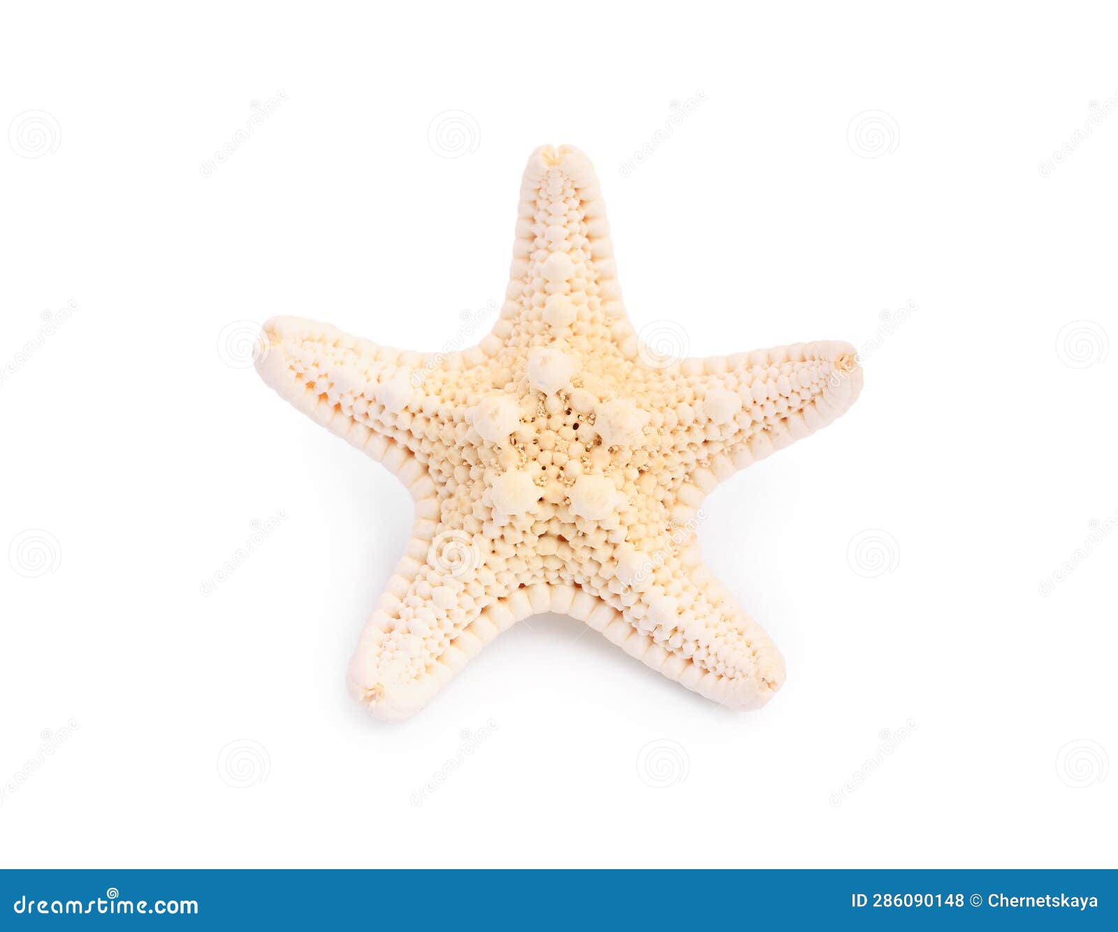 Beautiful Sea Star (starfish) Isolated on White Stock Photo - Image of ...