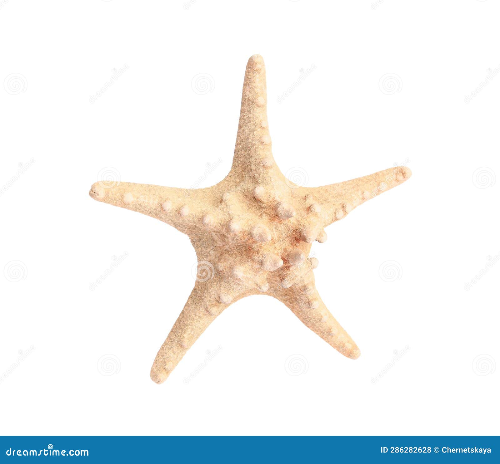 Beautiful Sea Star (starfish) Isolated on White Stock Photo - Image of ...
