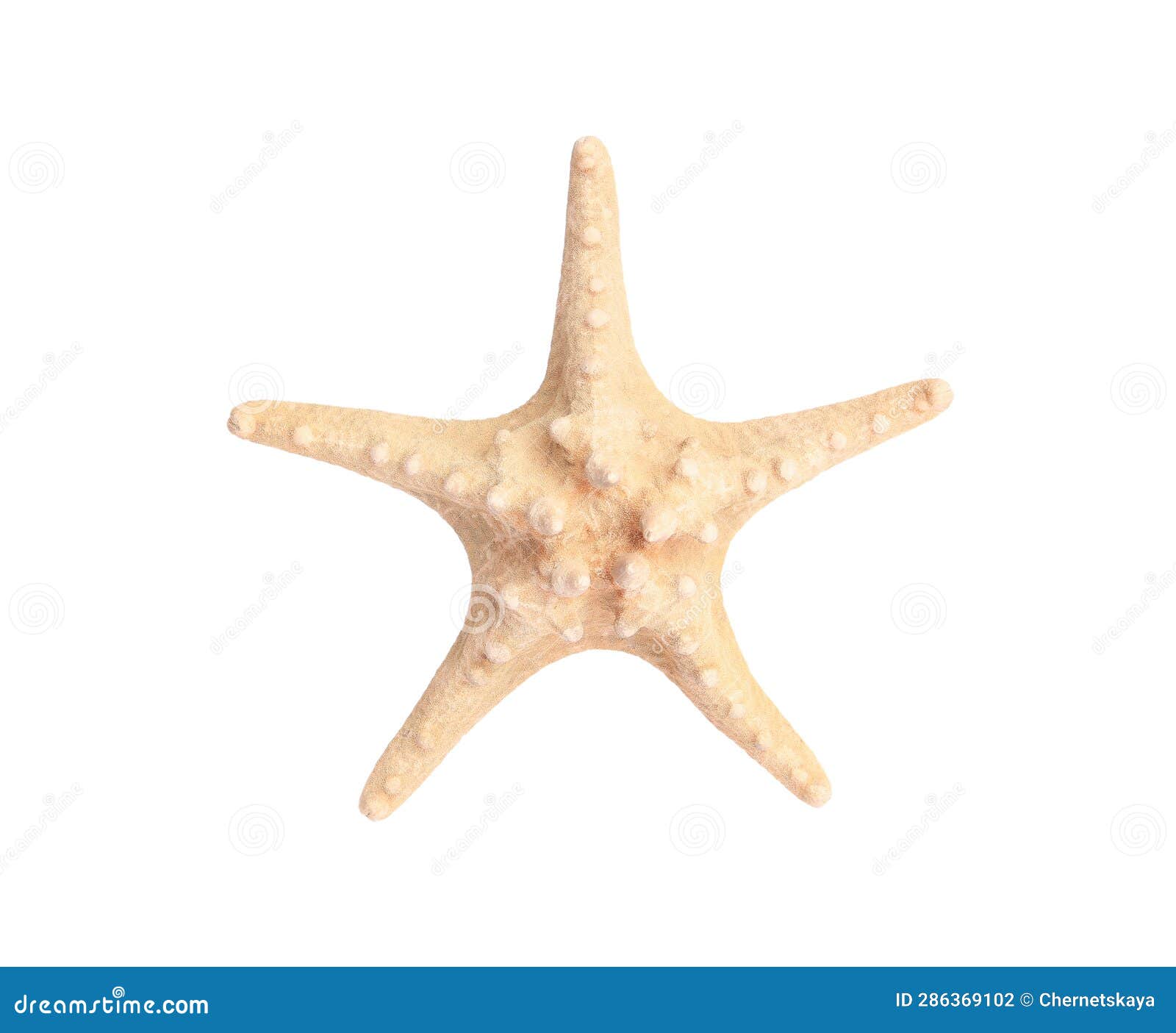 Beautiful Sea Star (starfish) Isolated on White Stock Photo - Image of ...