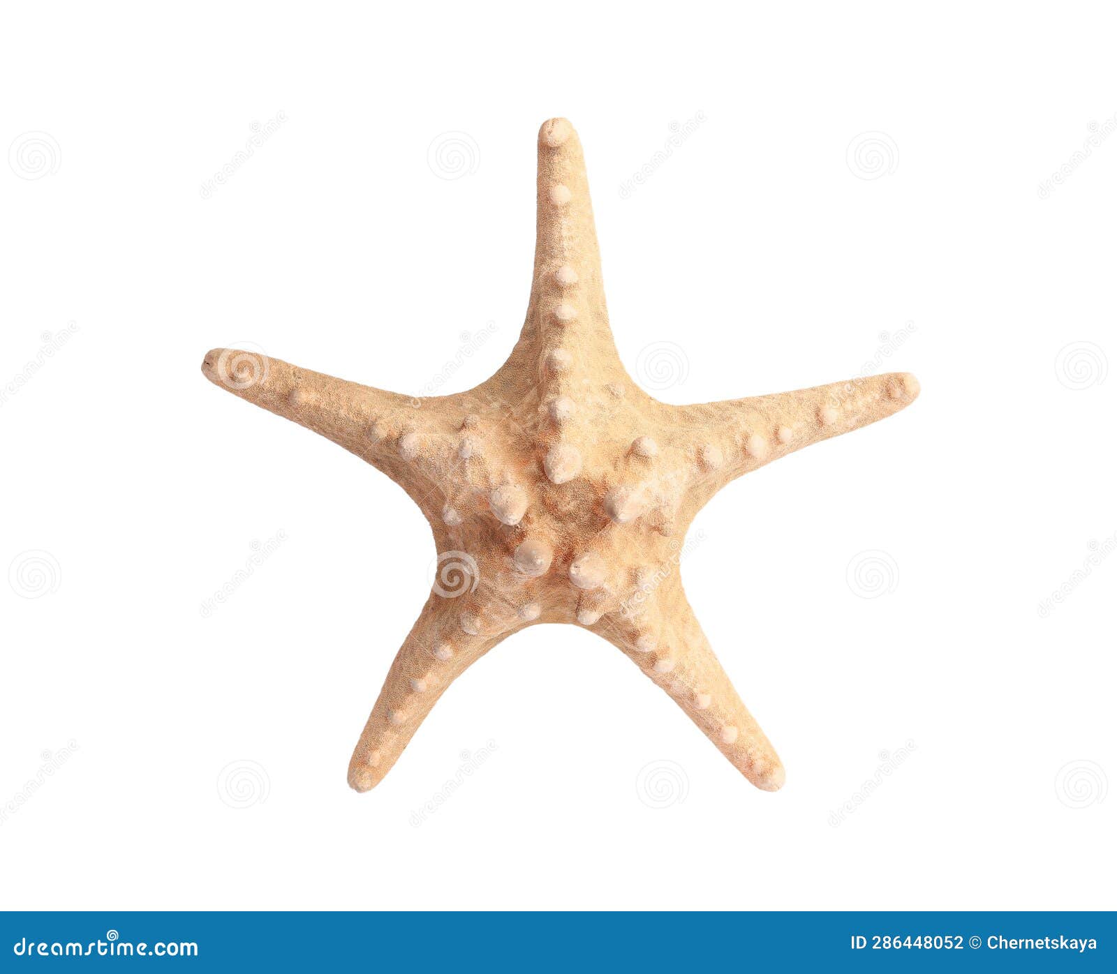 Beautiful Sea Star (starfish) Isolated on White Stock Photo - Image of ...