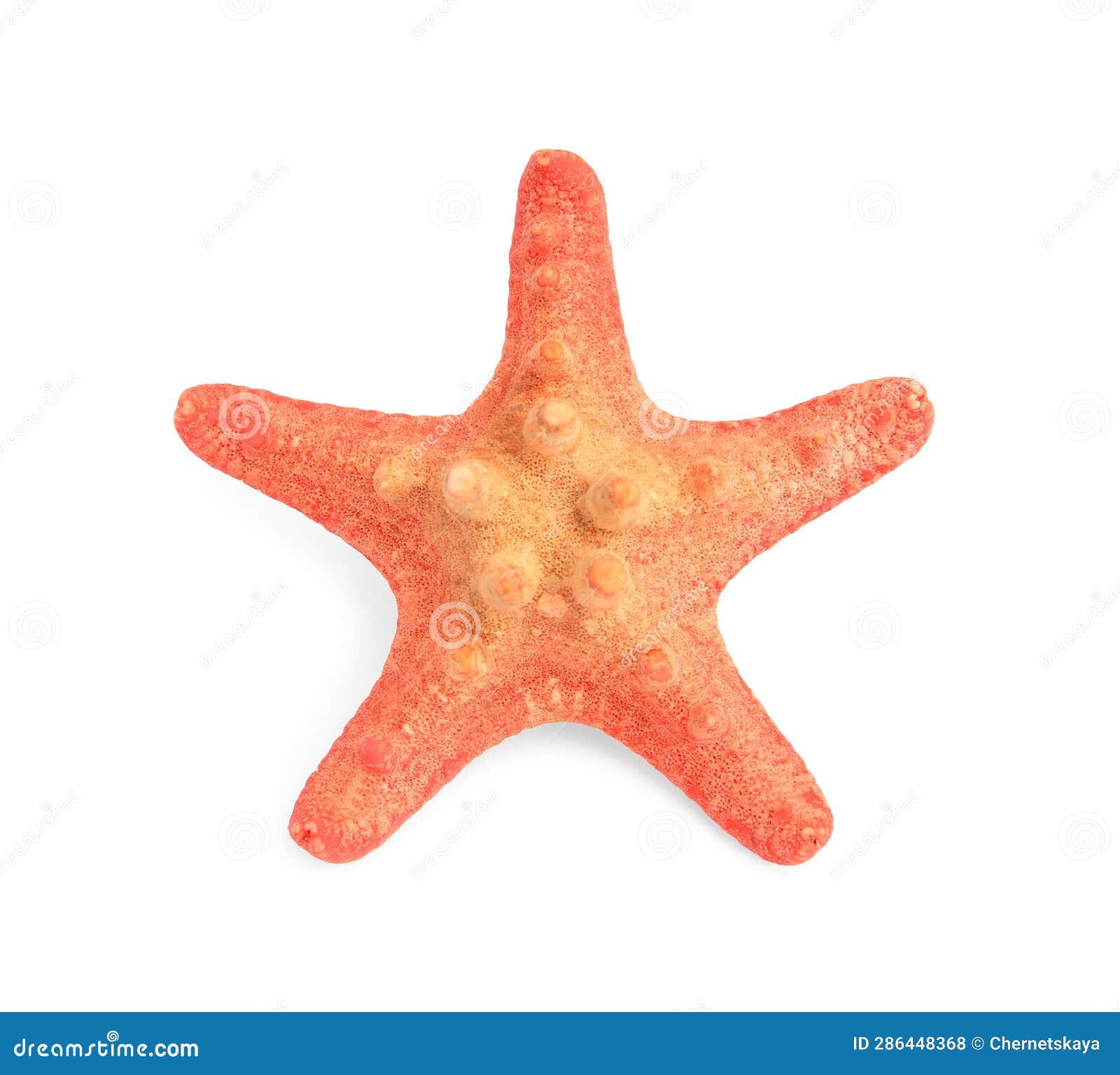 Beautiful Sea Star (starfish) Isolated on White Stock Photo - Image of ...