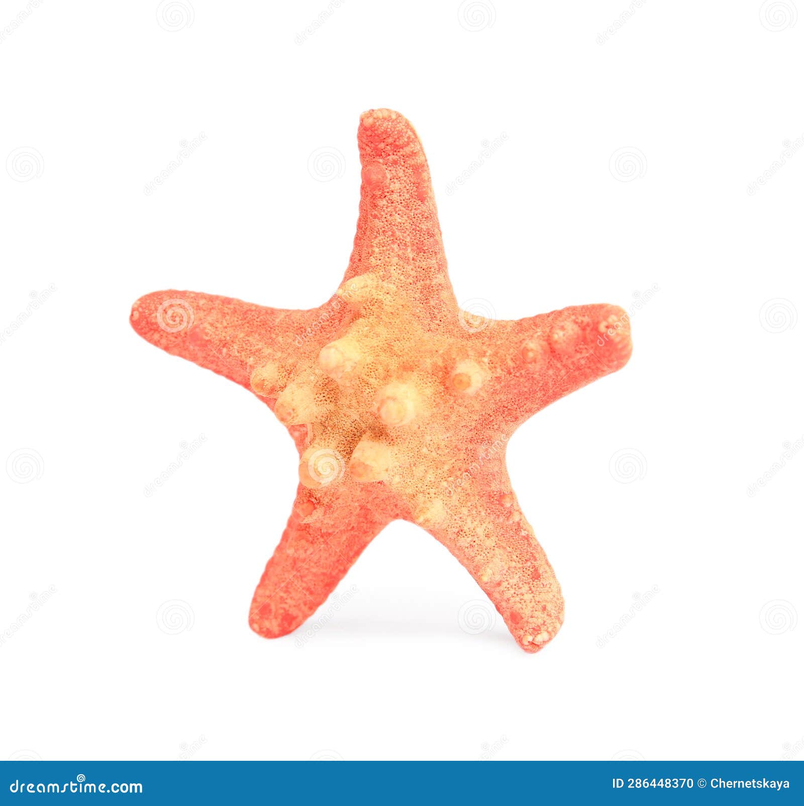Beautiful Sea Star (starfish) Isolated on White Stock Photo - Image of ...