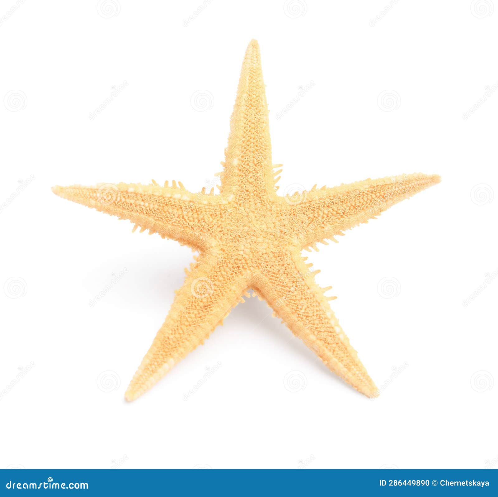Beautiful Sea Star (starfish) Isolated on White Stock Photo - Image of ...
