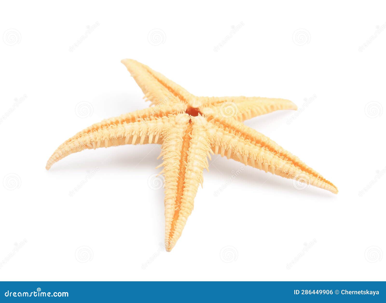 Beautiful Sea Star (starfish) Isolated on White Stock Photo - Image of ...