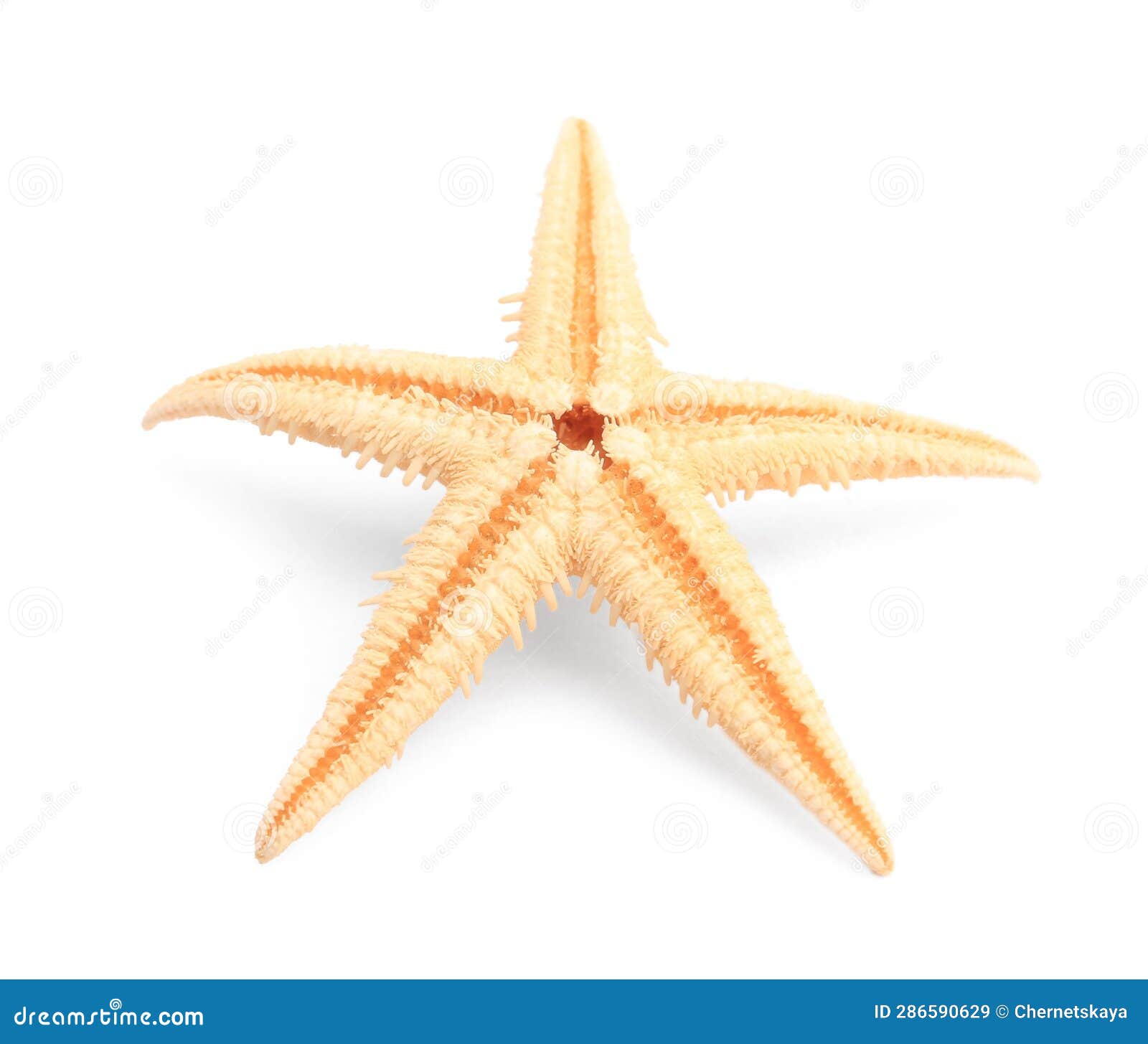 Beautiful Sea Star (starfish) Isolated on White Stock Image - Image of ...