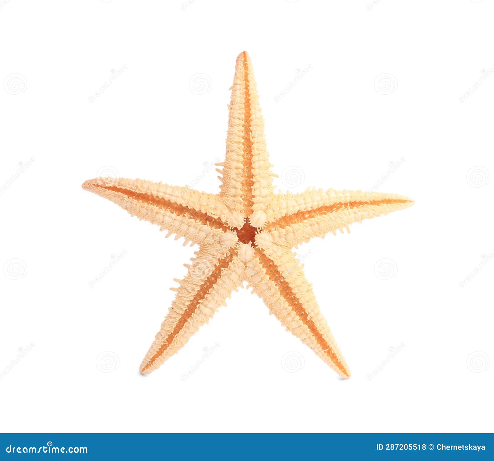 Beautiful Sea Star (starfish) Isolated on White Stock Photo - Image of ...