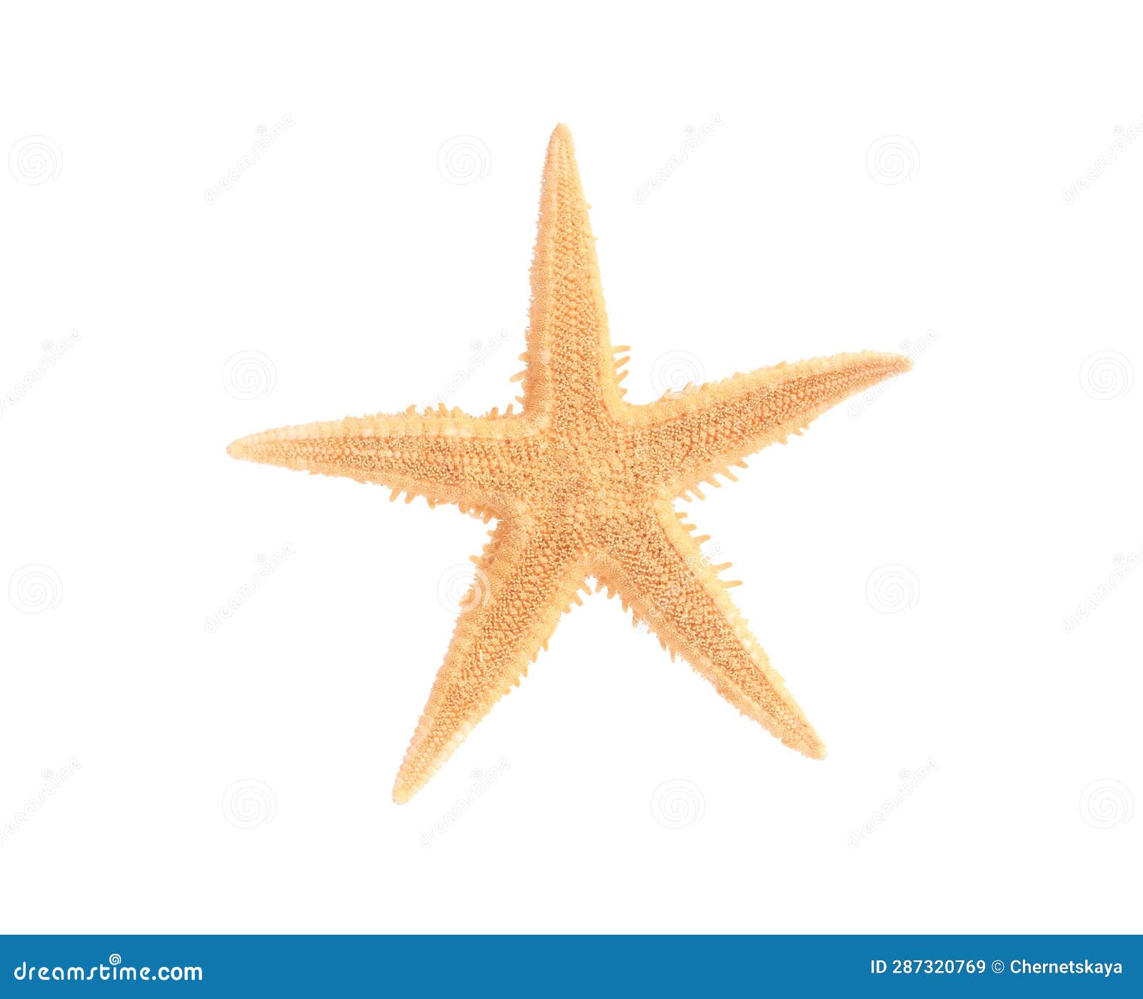 Beautiful Sea Star (starfish) Isolated on White Stock Image - Image of ...