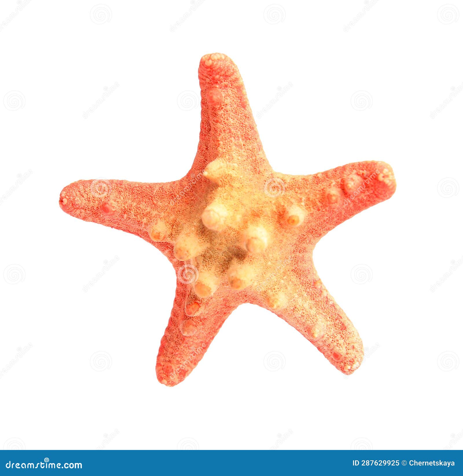 Beautiful Sea Star (starfish) Isolated on White Stock Image - Image of ...