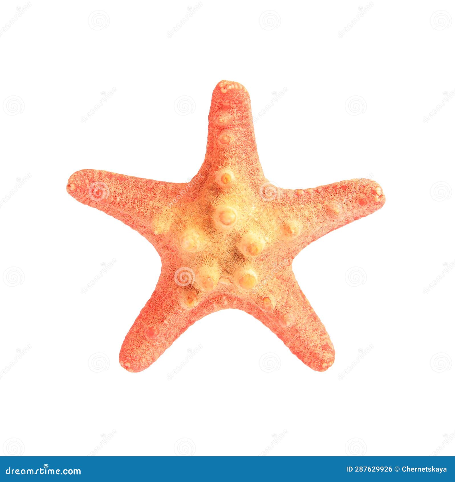 Beautiful Sea Star (starfish) Isolated on White Stock Photo - Image of ...