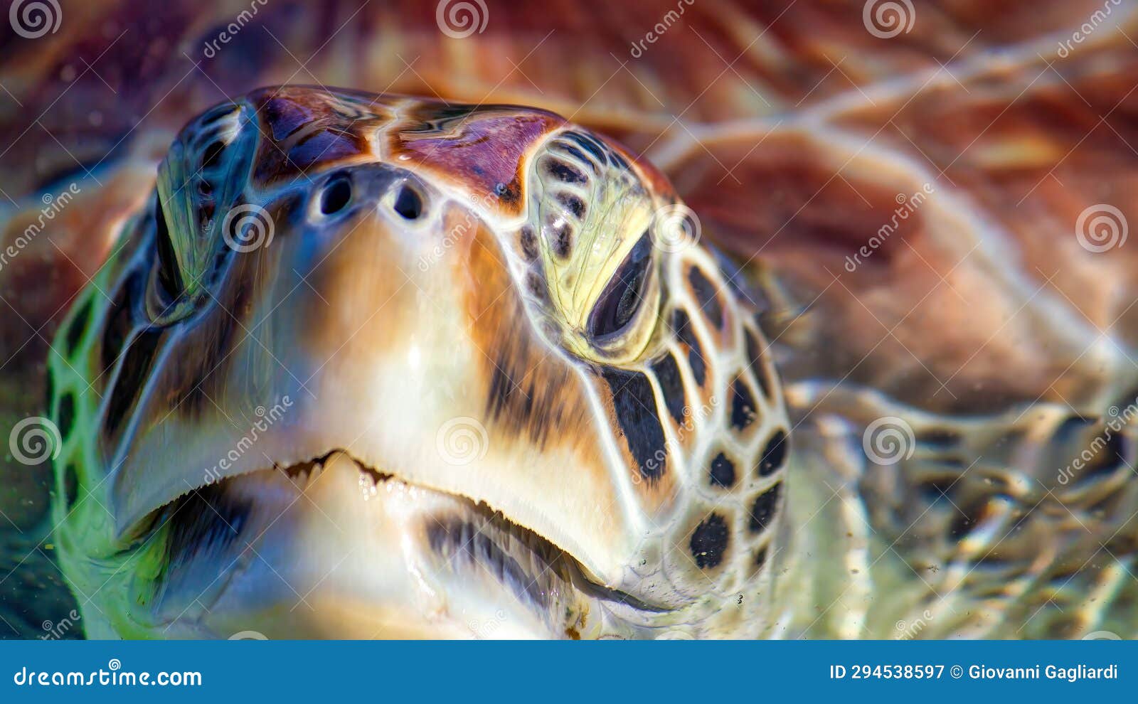 A Beautiful Sea Turtle, Close Up Stock Image - Image of aquatic, huge ...