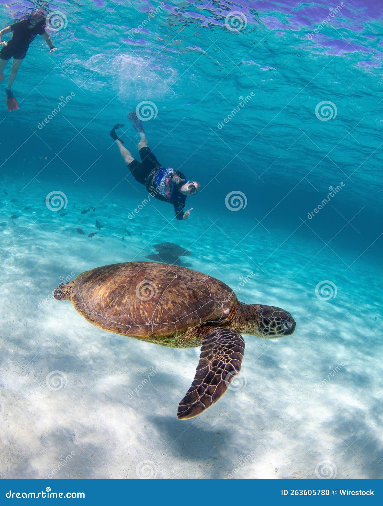 Beautiful Sea Turtle and Divers Under the Ocean Stock Photo - Image of ...