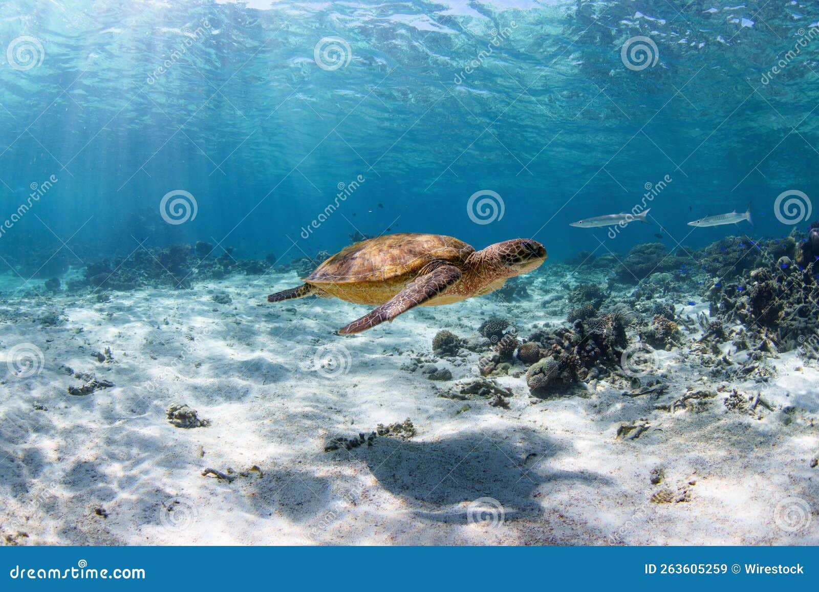 Beautiful Sea Turtle Under the Ocean Stock Image - Image of swimming ...