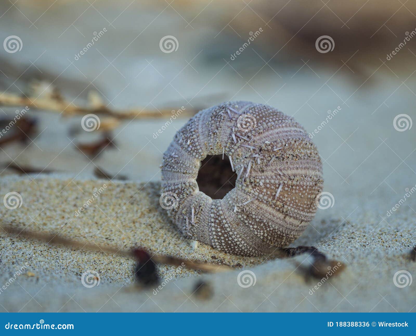 Beautiful Sea Urchin Shell on the Beach Sand Stock Photo - Image of ...