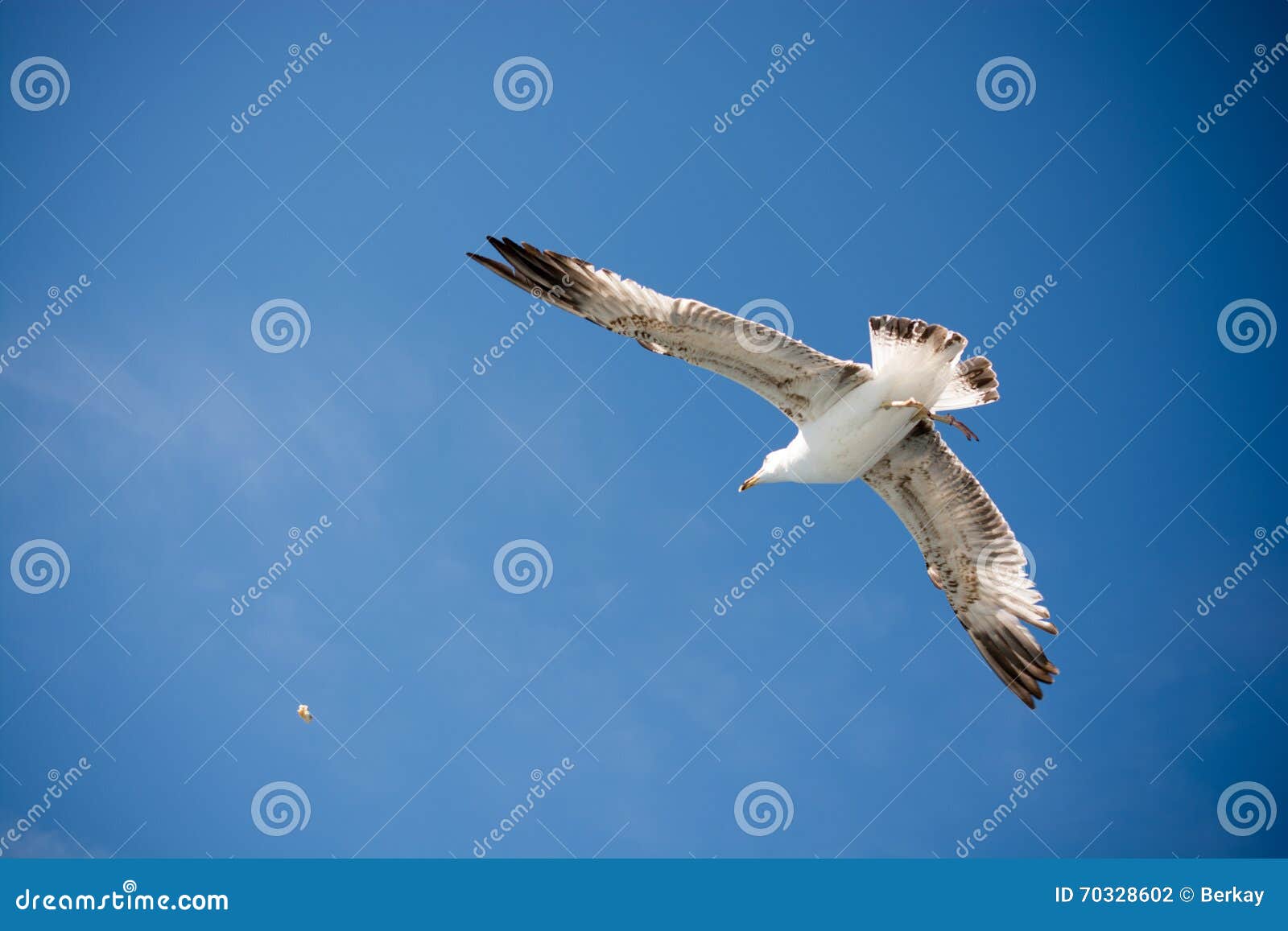 Beautiful seagull stock photo. Image of wildlife, marmara - 70328602