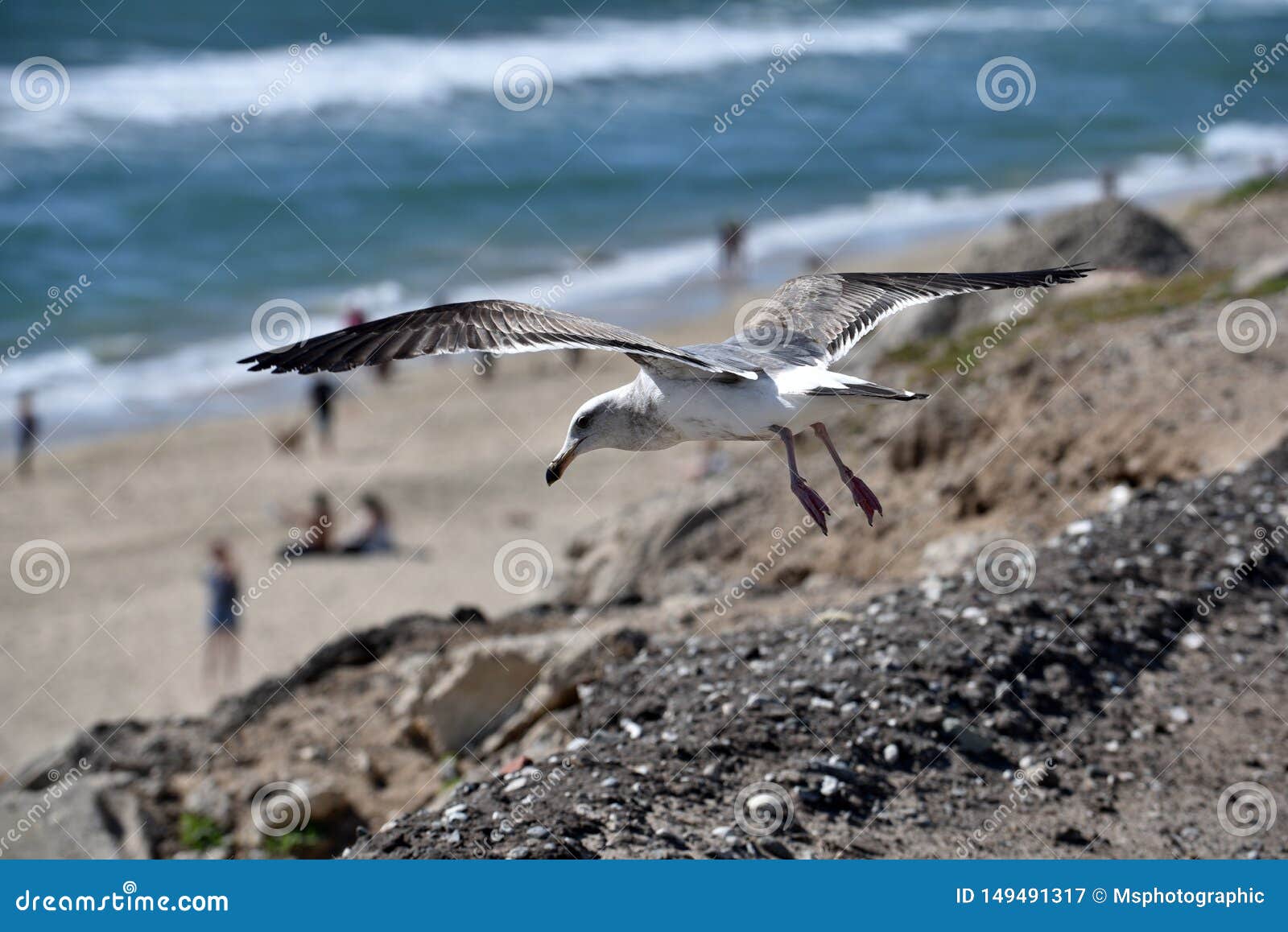 Beautiful seagull closeup stock image. Image of seascape - 149491317