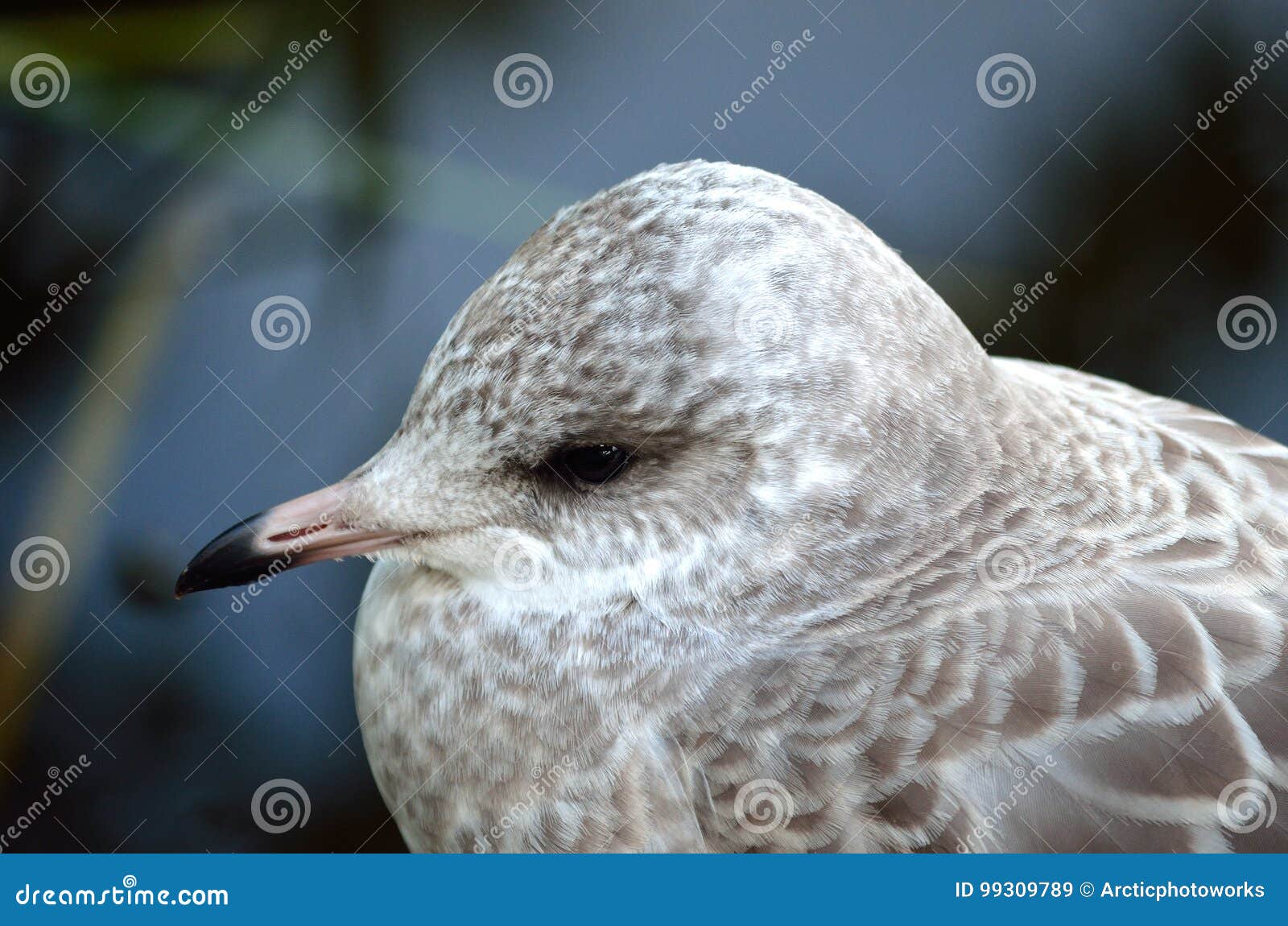 Beautiful Seagull Closeup Profile Stock Image - Image of natural, clear ...