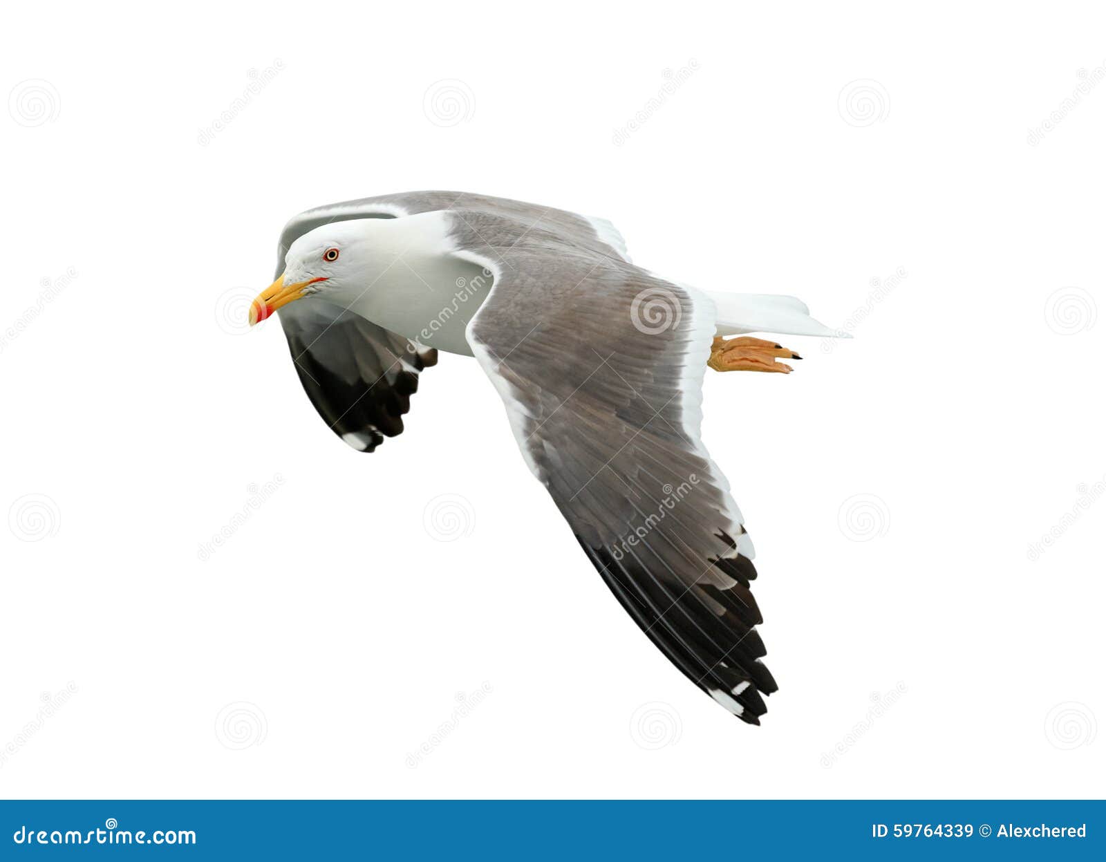 Beautiful Seagull Isolated on White Stock Image - Image of soar ...