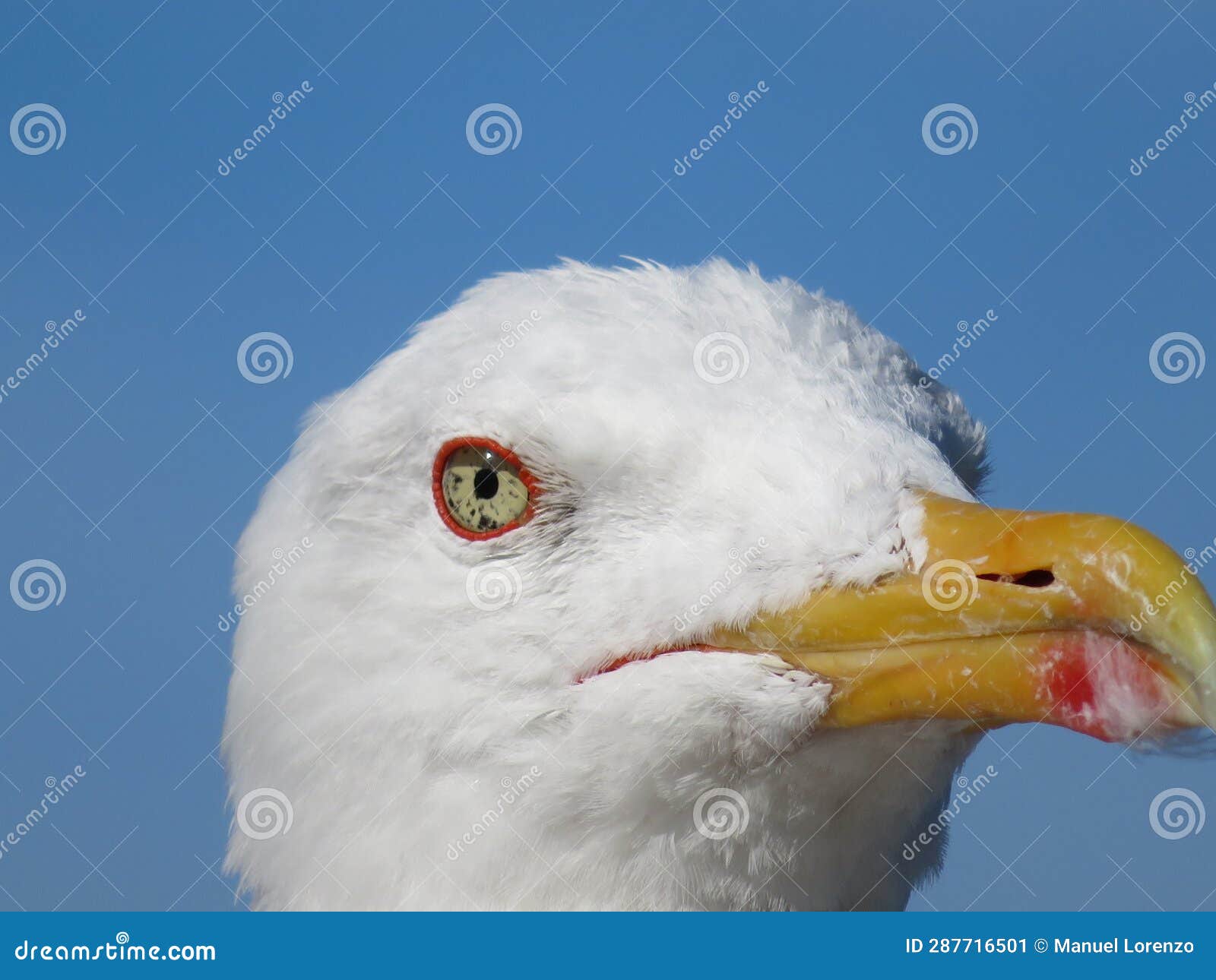 Beautiful Seagull with Piercing Terrifying Eyes Aggressive Look Stock ...