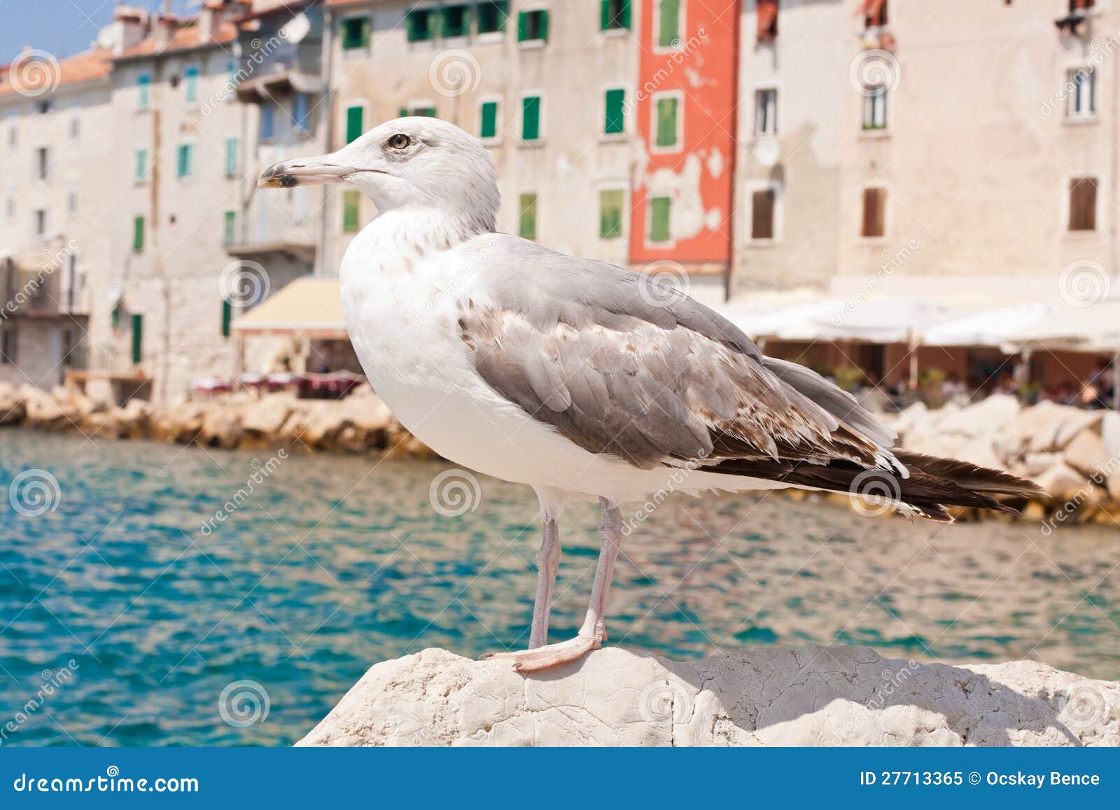 Beautiful Seagull Rests Alone on the Stone Stock Image - Image of ...