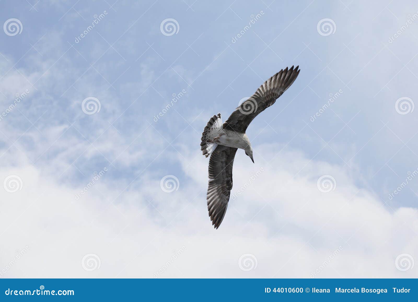 Beautiful Seagull Soaring in the Blue Sky Stock Photo - Image of ...