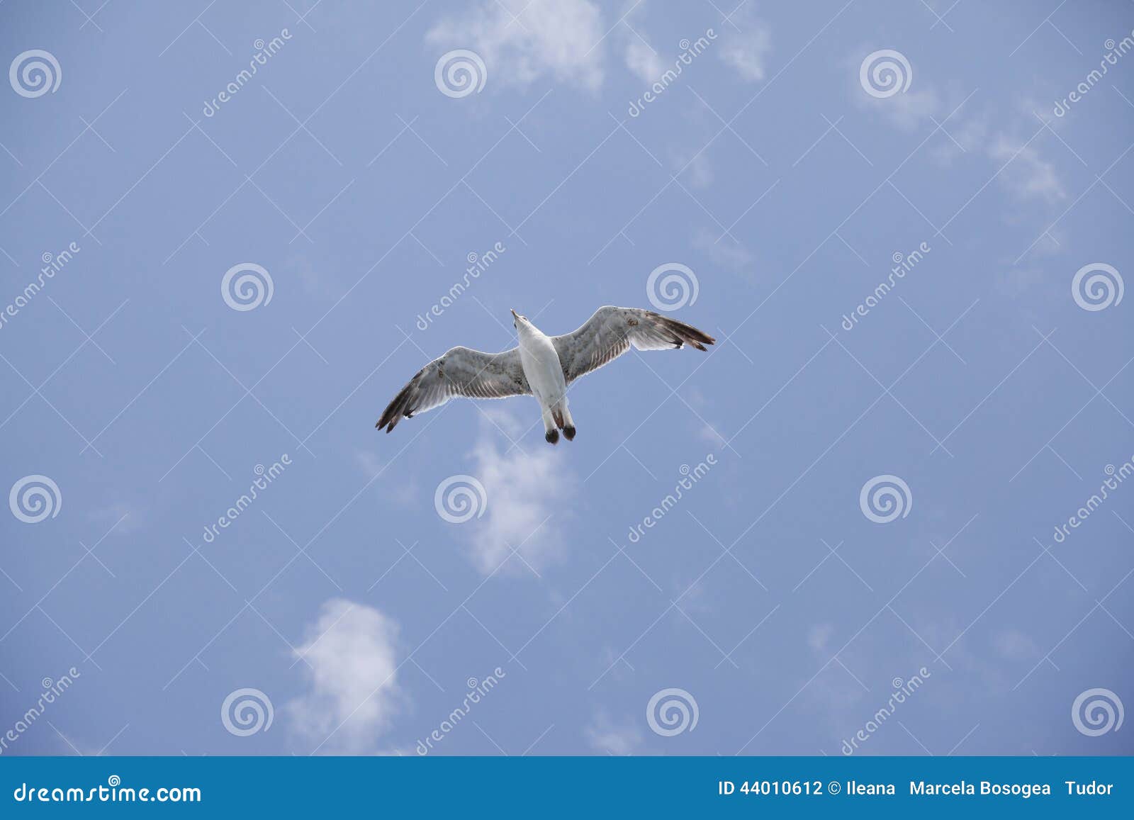 Beautiful Seagull Soaring in the Blue Sky Stock Photo - Image of gull ...
