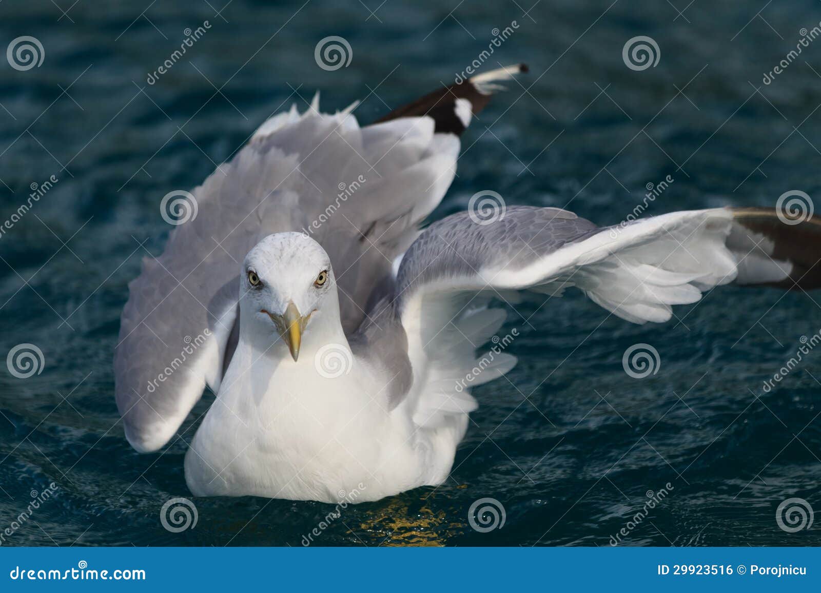 Seagull on water stock photo. Image of shore, beautiful - 29923516