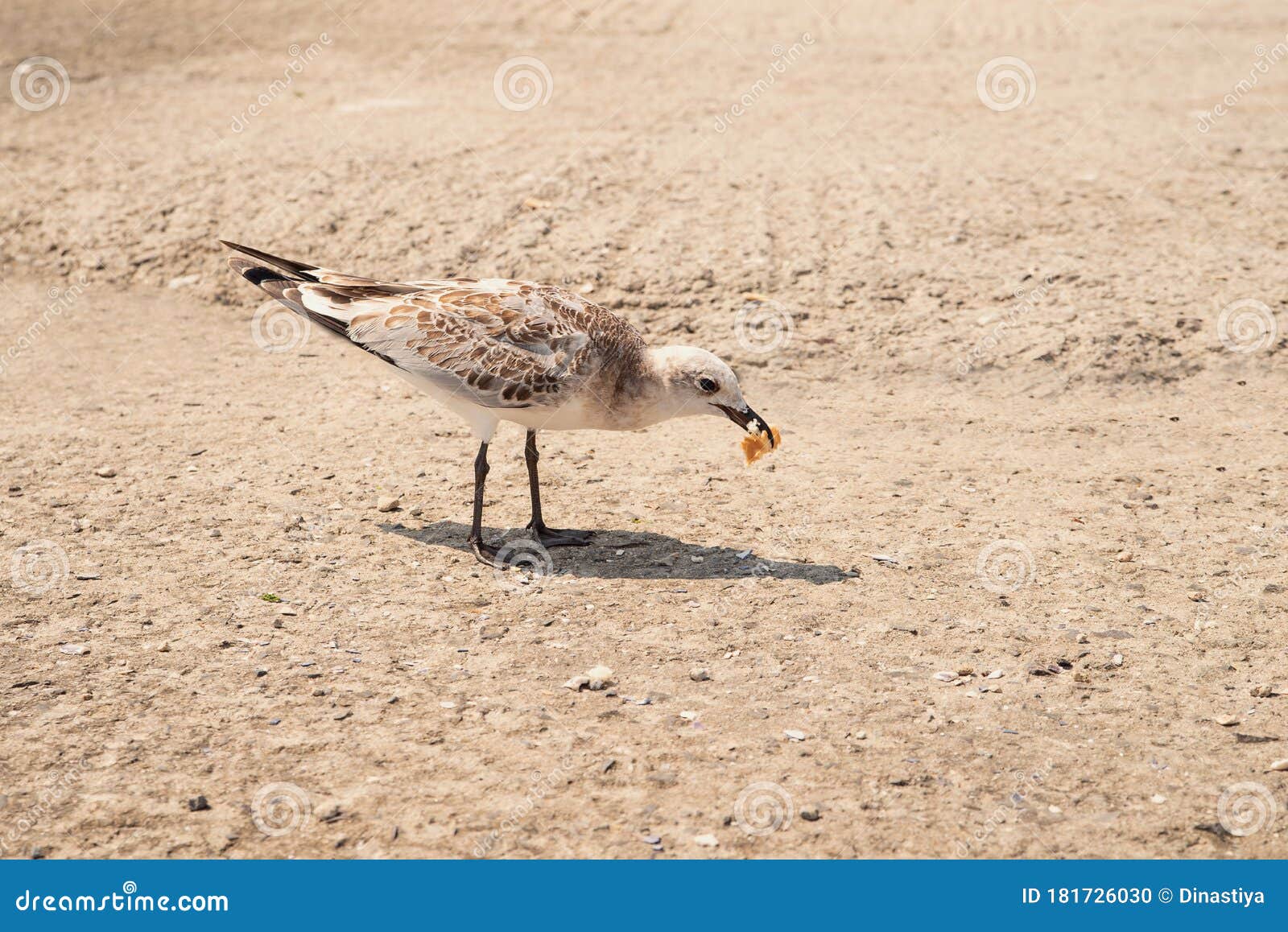 A Seagull Stands on a Pier Eating a Piece of Bread Stock Photo - Image ...