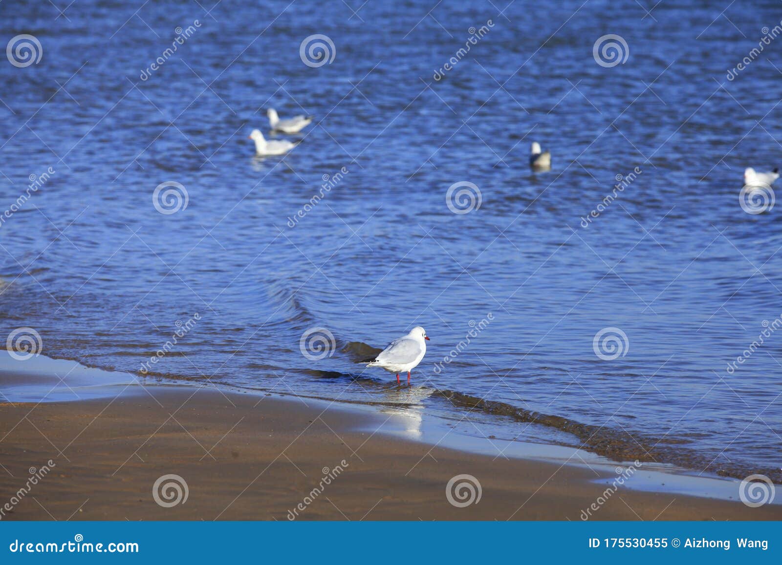 The beautiful seagulls stock image. Image of bird, elegant - 175530455