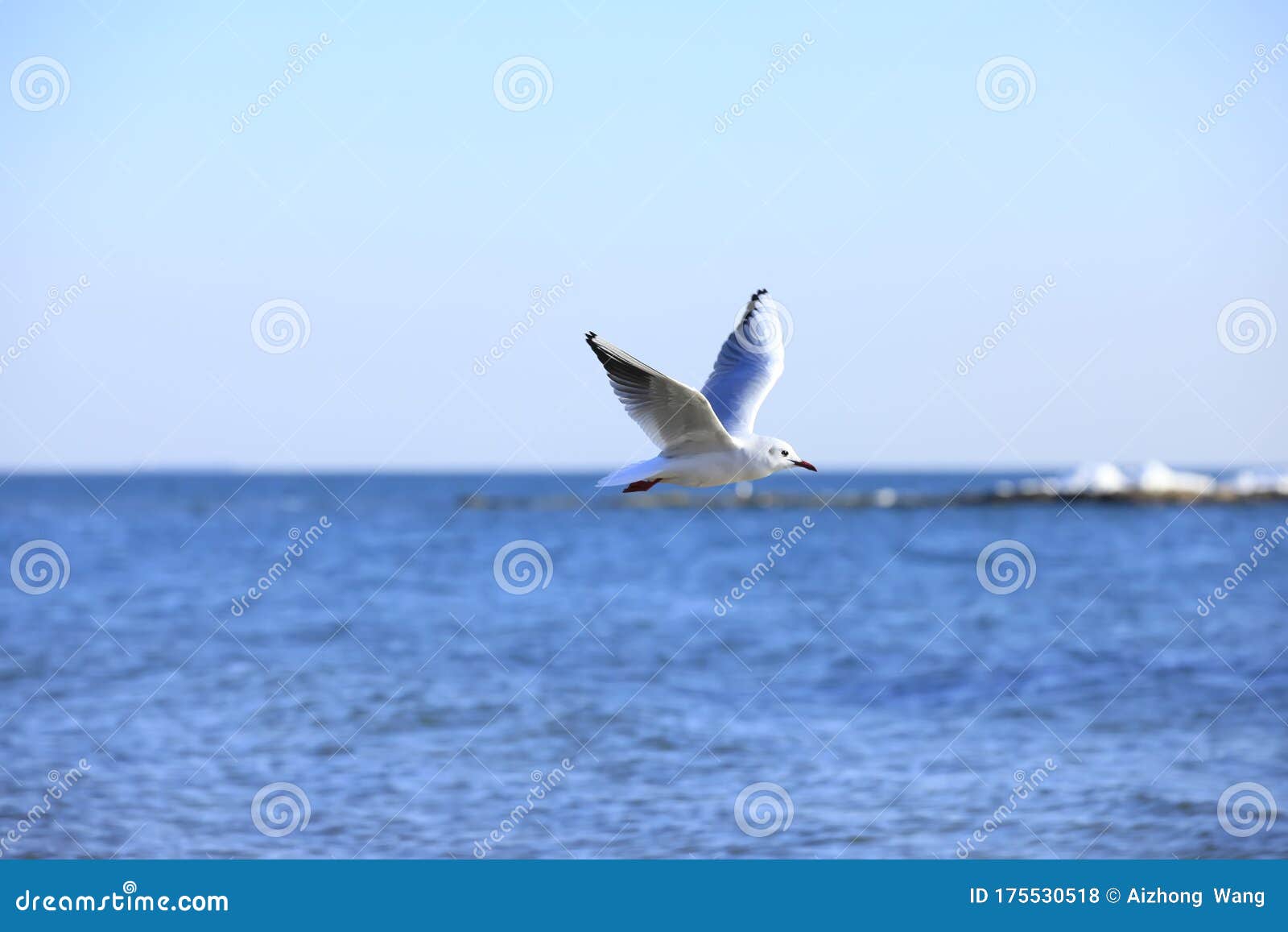 The beautiful seagulls stock photo. Image of freedom - 175530518