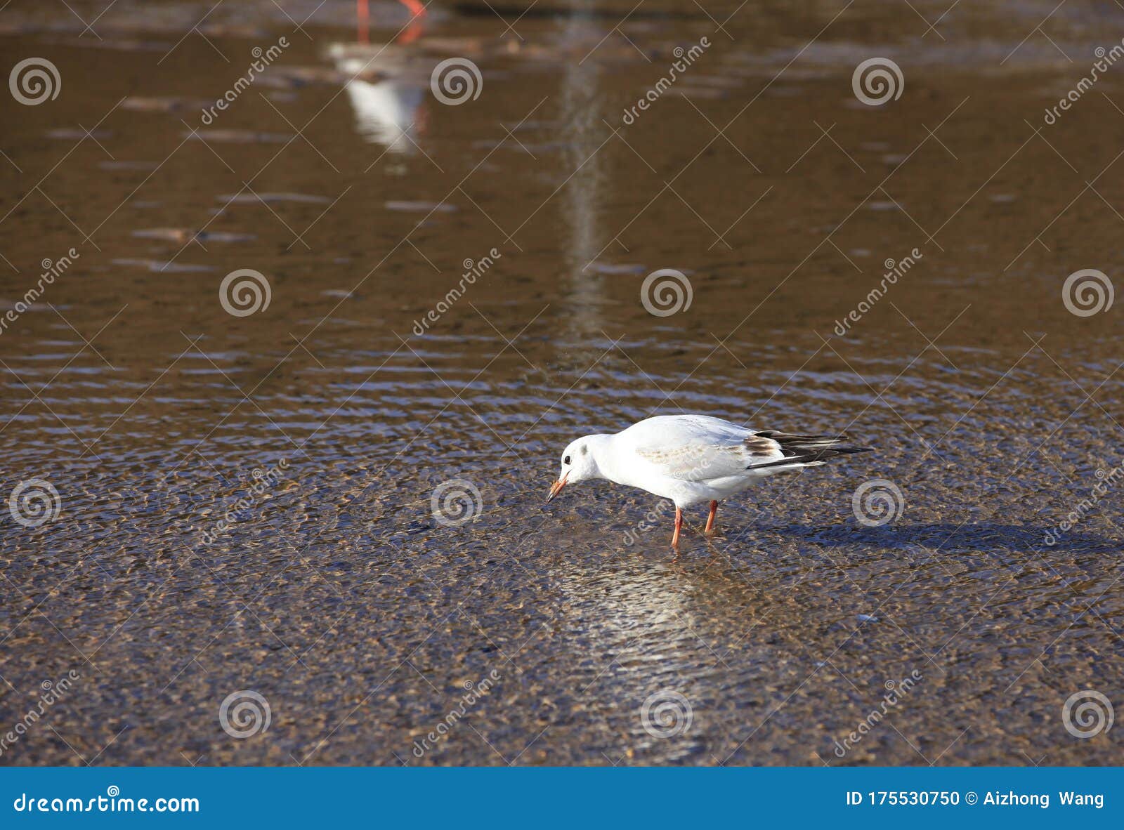 The beautiful seagulls stock photo. Image of beauty - 175530750