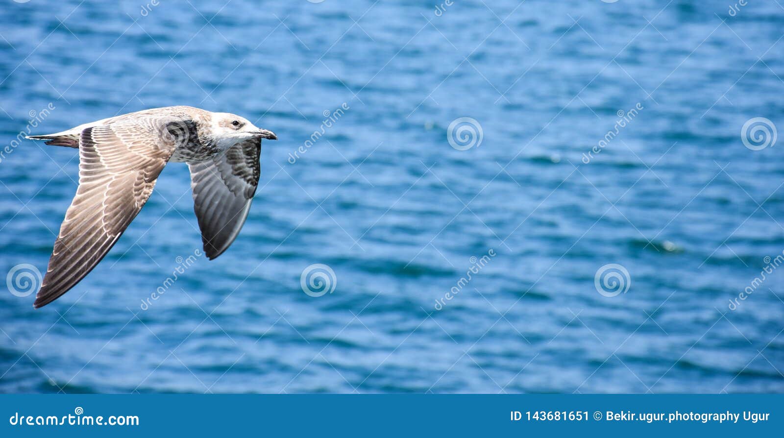 The Beautiful Seagulls are on the Beach Stock Image - Image of flock ...