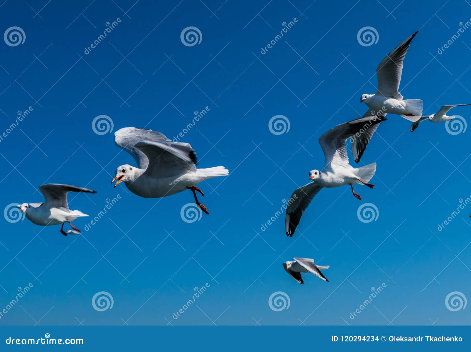 Beautiful Seagulls Flying in the Sky Stock Photo - Image of beak, soar ...