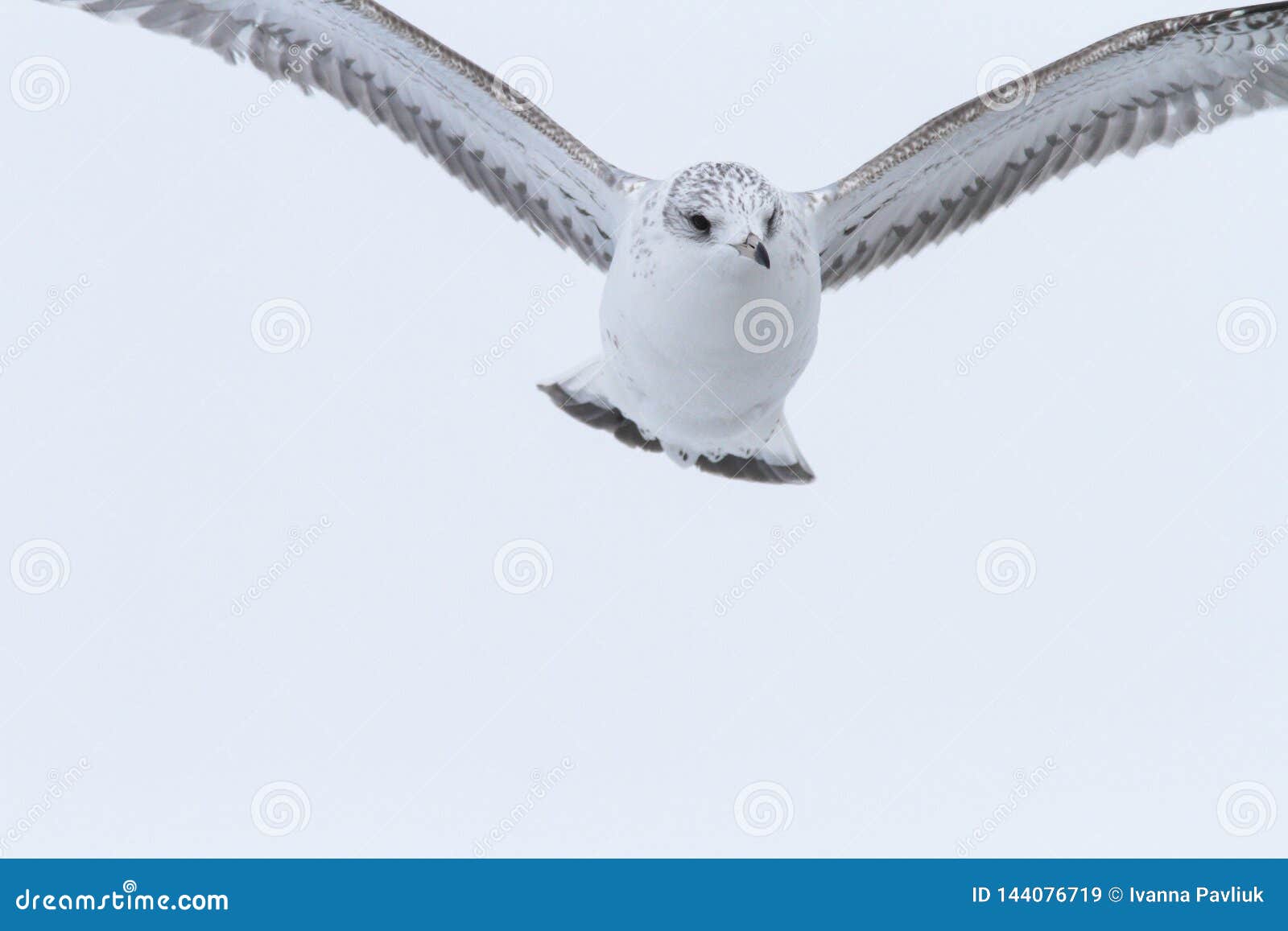 Beautiful Seagulls Flying in the Sky. Seagull Flying Overhead Stock ...