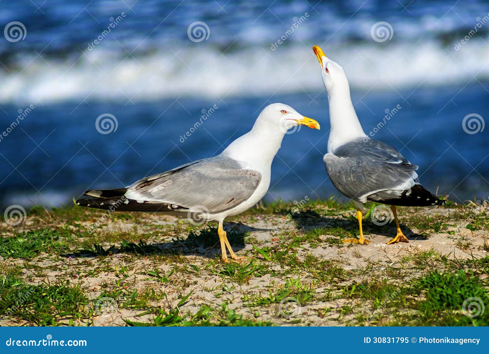 Beautiful Seagulls on the Shore Near the Sea in Sunlight Stock Image ...