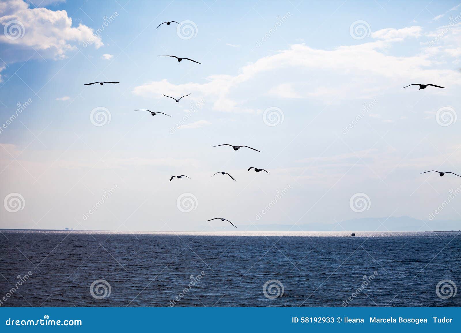 Beautiful seagulls stock image. Image of bird, flight - 58192933