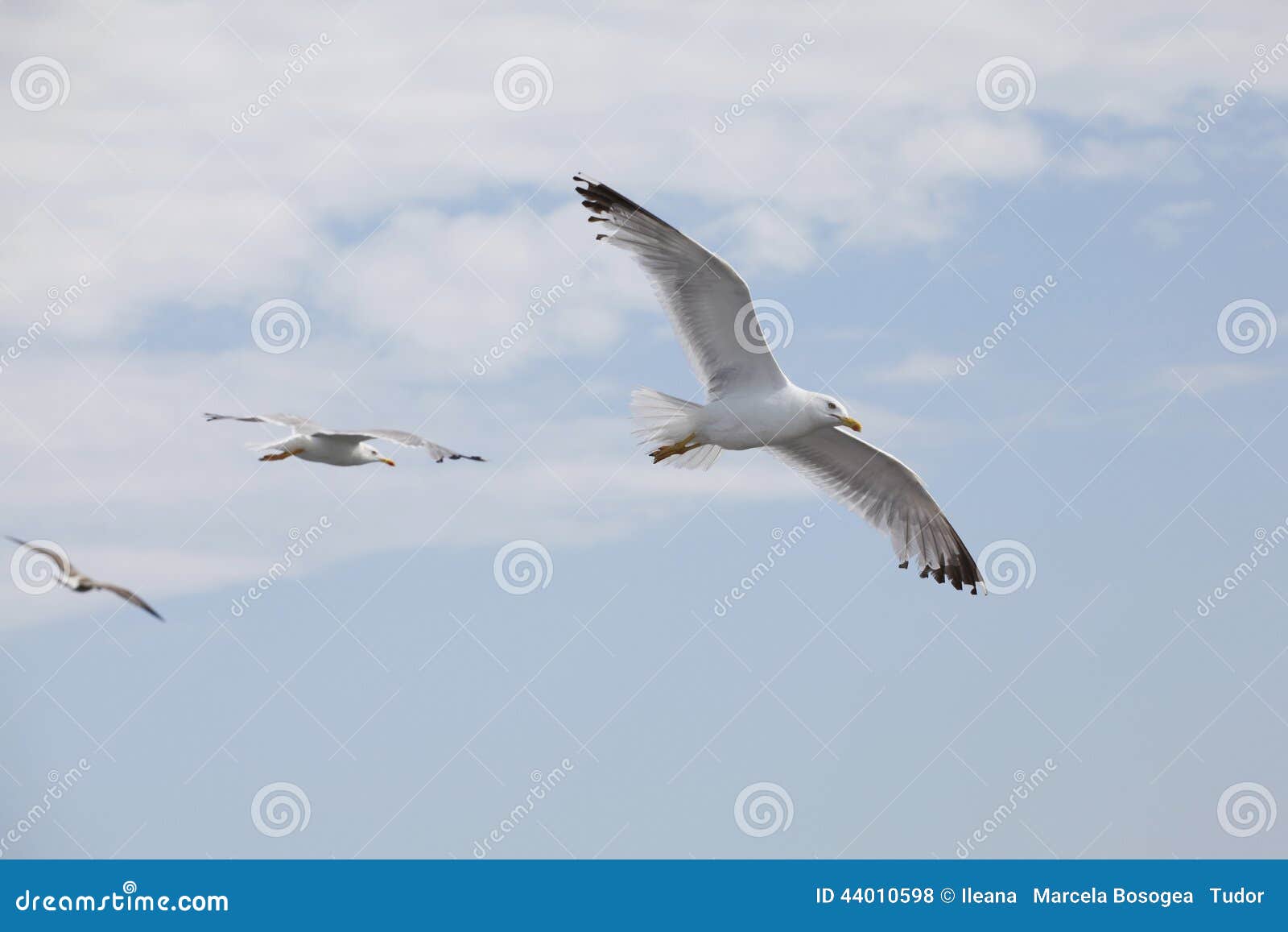 Beautiful Seagulls Soaring in the Blue Sky Stock Photo - Image of ...