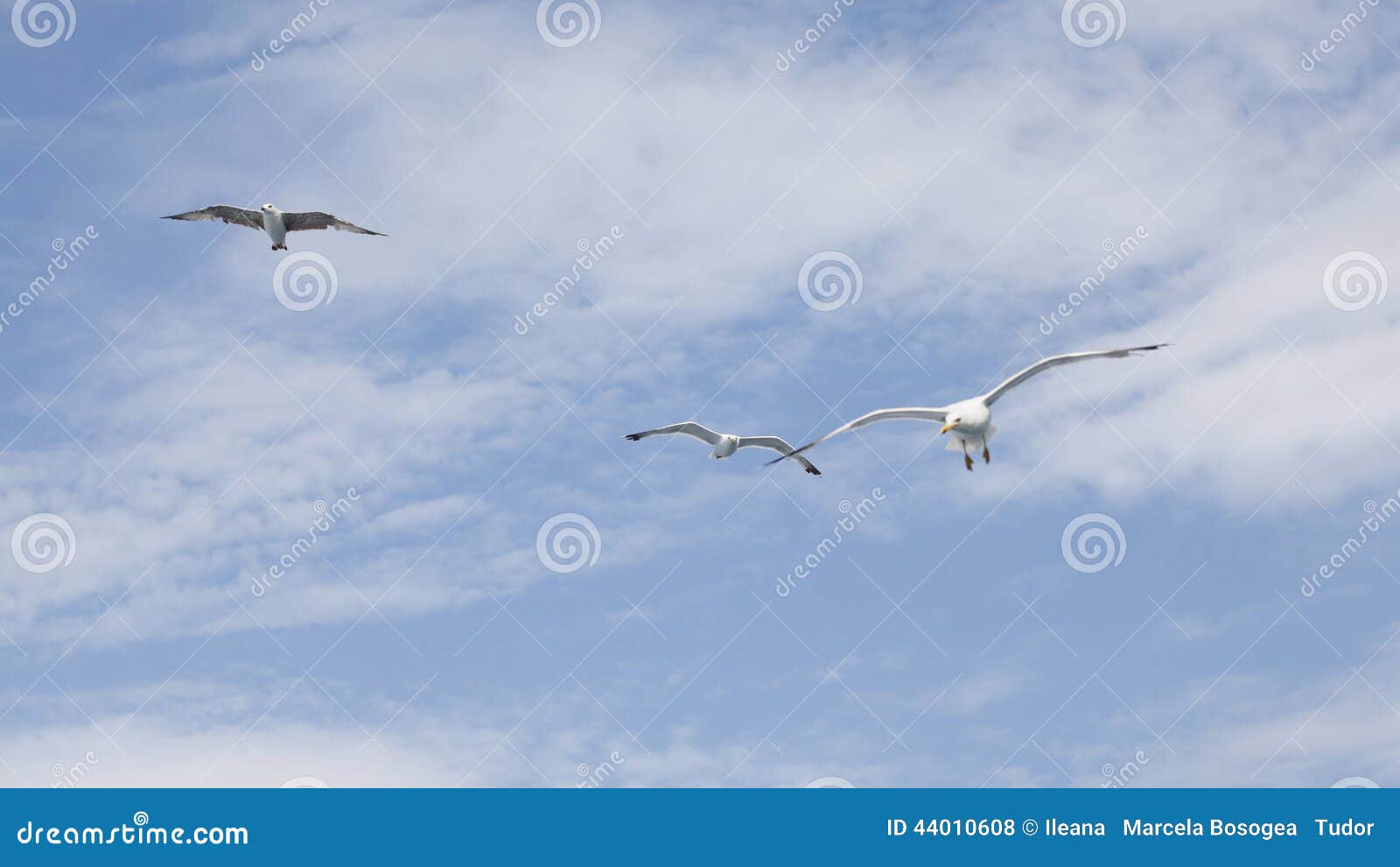 Beautiful Seagulls Soaring in the Blue Sky Stock Photo - Image of avian ...