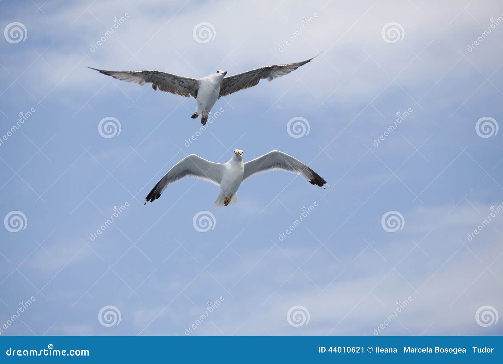 Beautiful Seagulls Soaring in the Blue Sky Stock Image - Image of blue ...