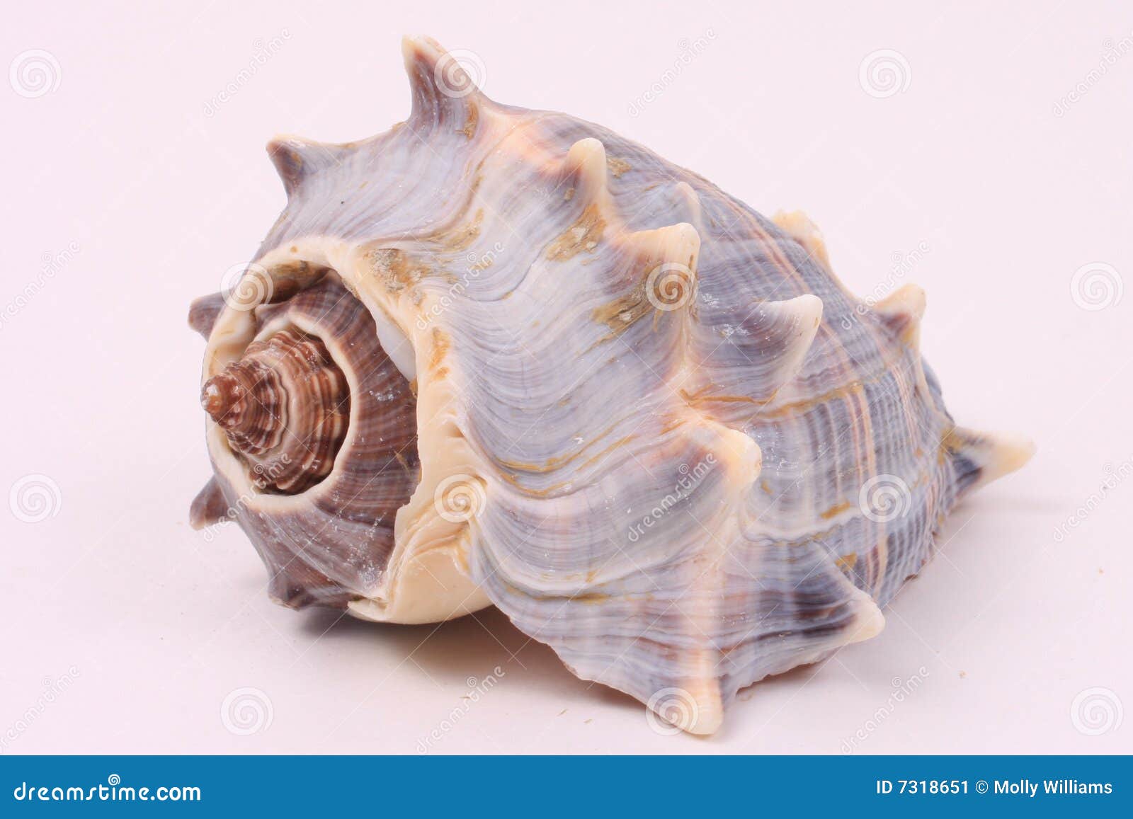 Beautiful Seashell 2 Stock Image - Image: 7318651
