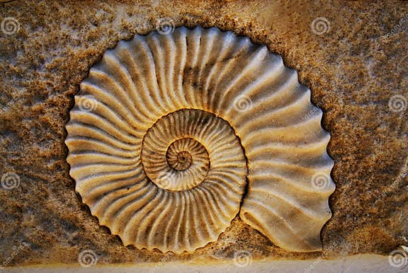Beautiful seashell stock image. Image of geometric, marine - 3562339