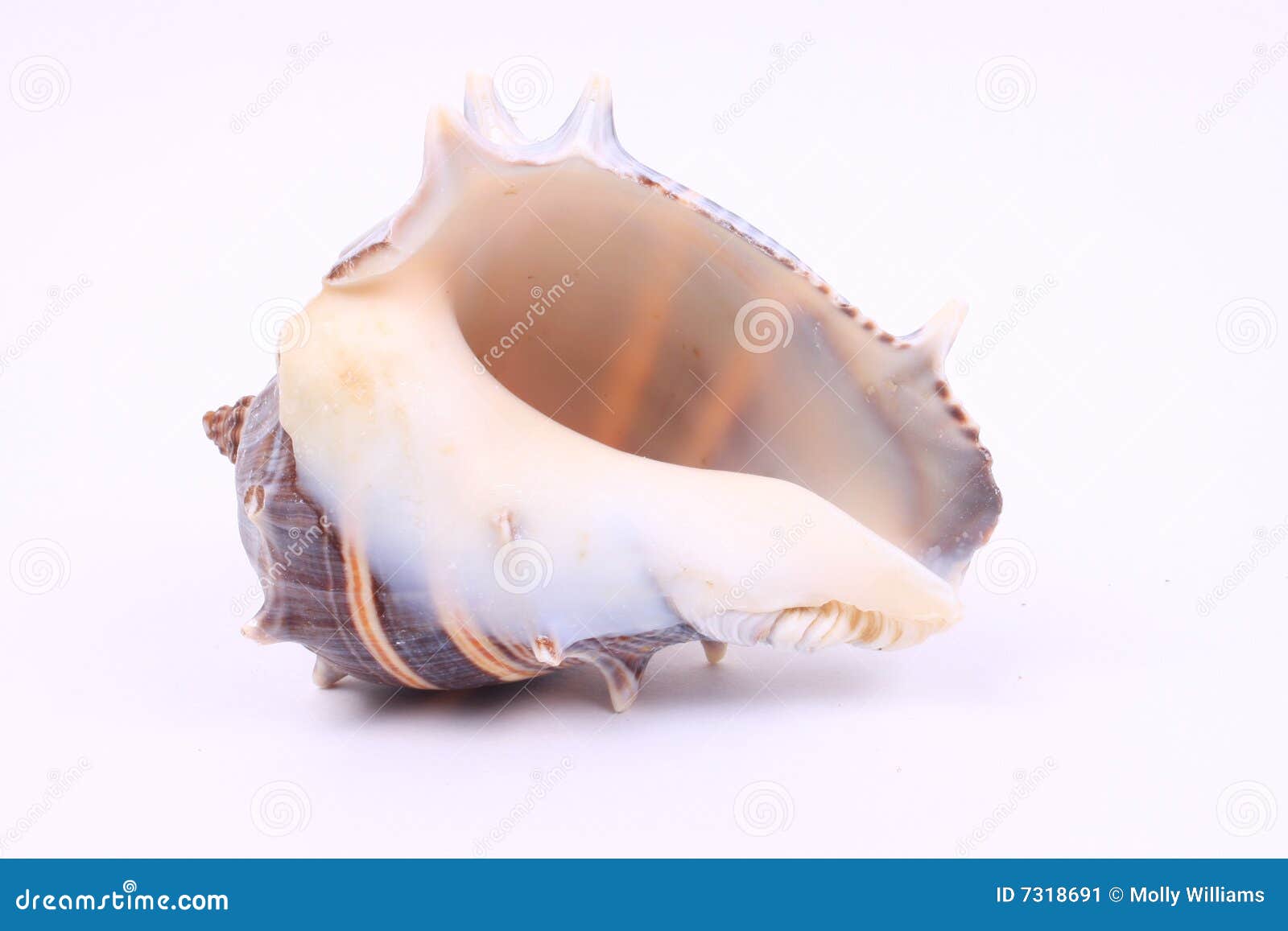 Beautiful Seashell 4 stock image. Image of aquatic, cowrie - 7318691