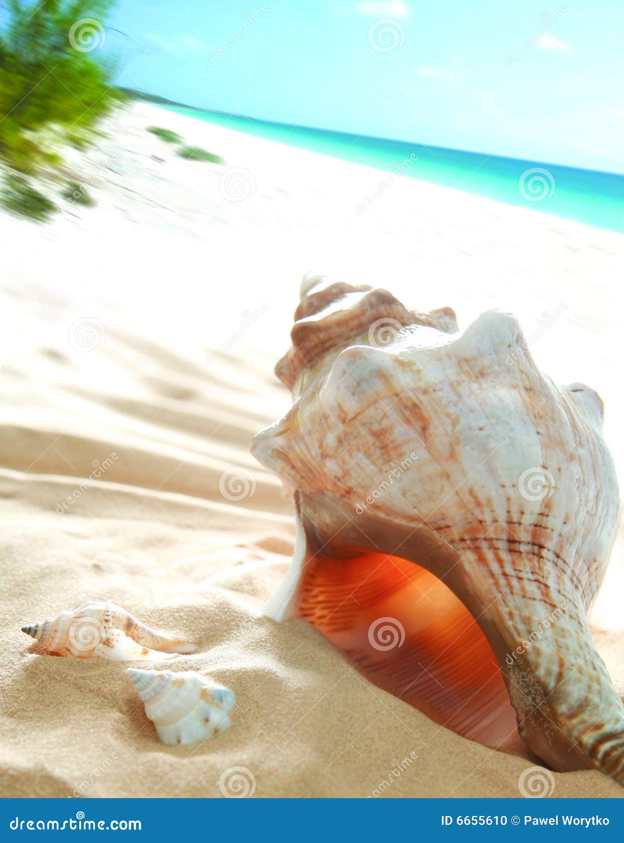 Beautiful Seashell stock photo. Image of ocean, conch - 6655610